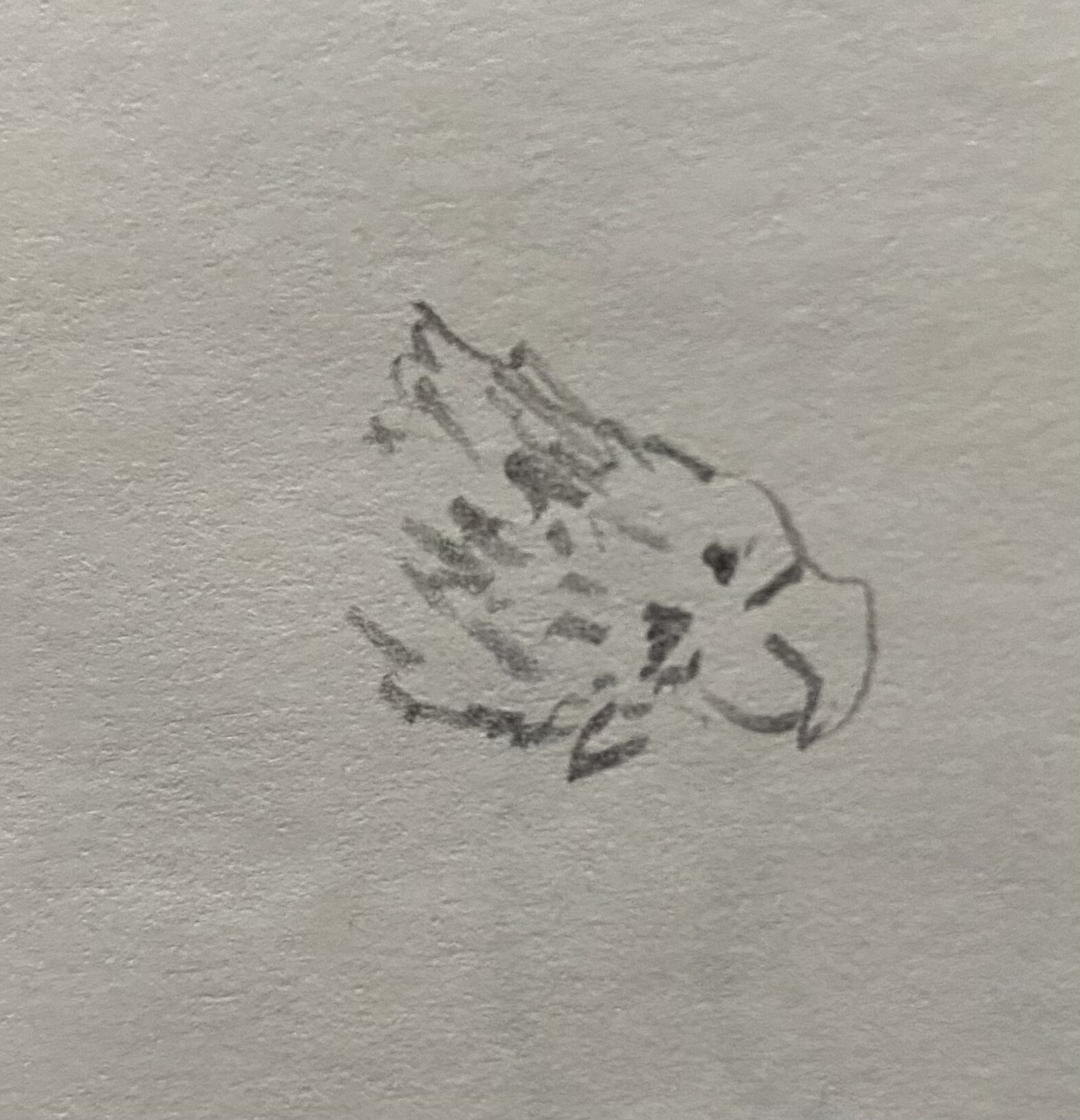 ArtStation - Little eagle doodles. Enjoy