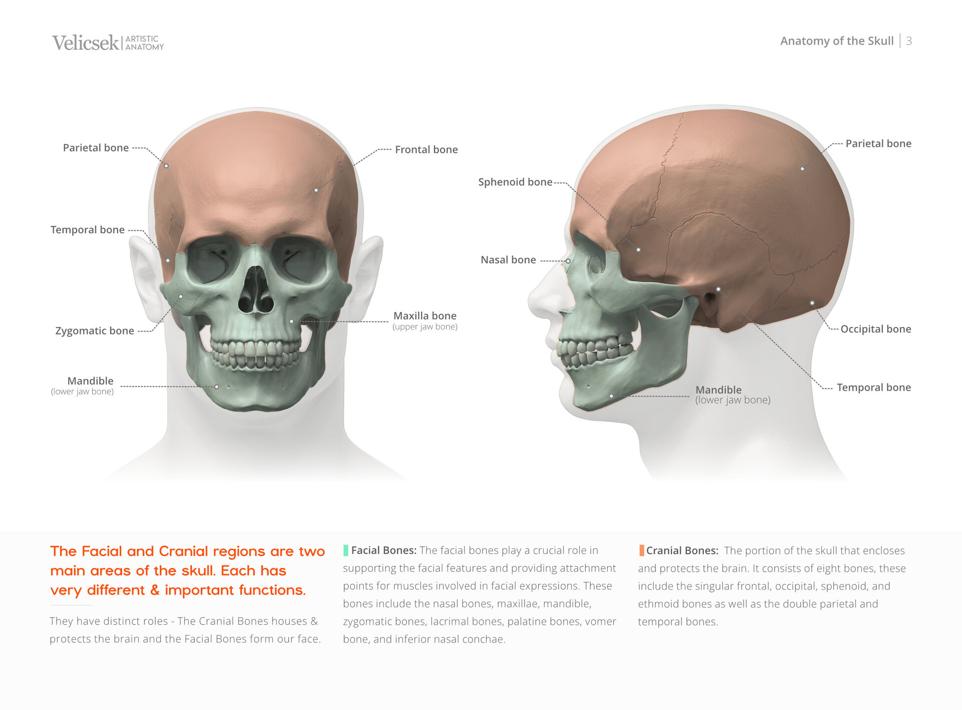 Gusztav Velicsek - Visual Reference of the Human Skull (Free E-book)