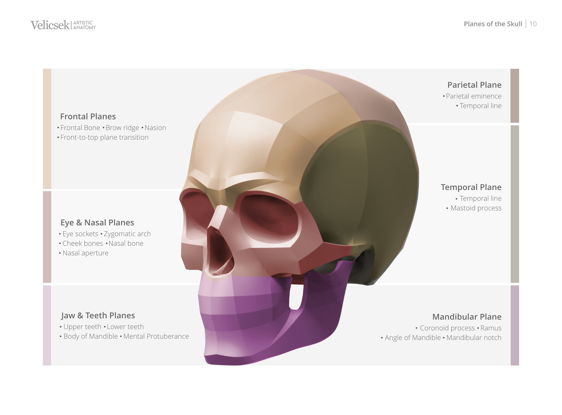 Gusztav Velicsek - Visual Reference of the Human Skull (Free E-book)