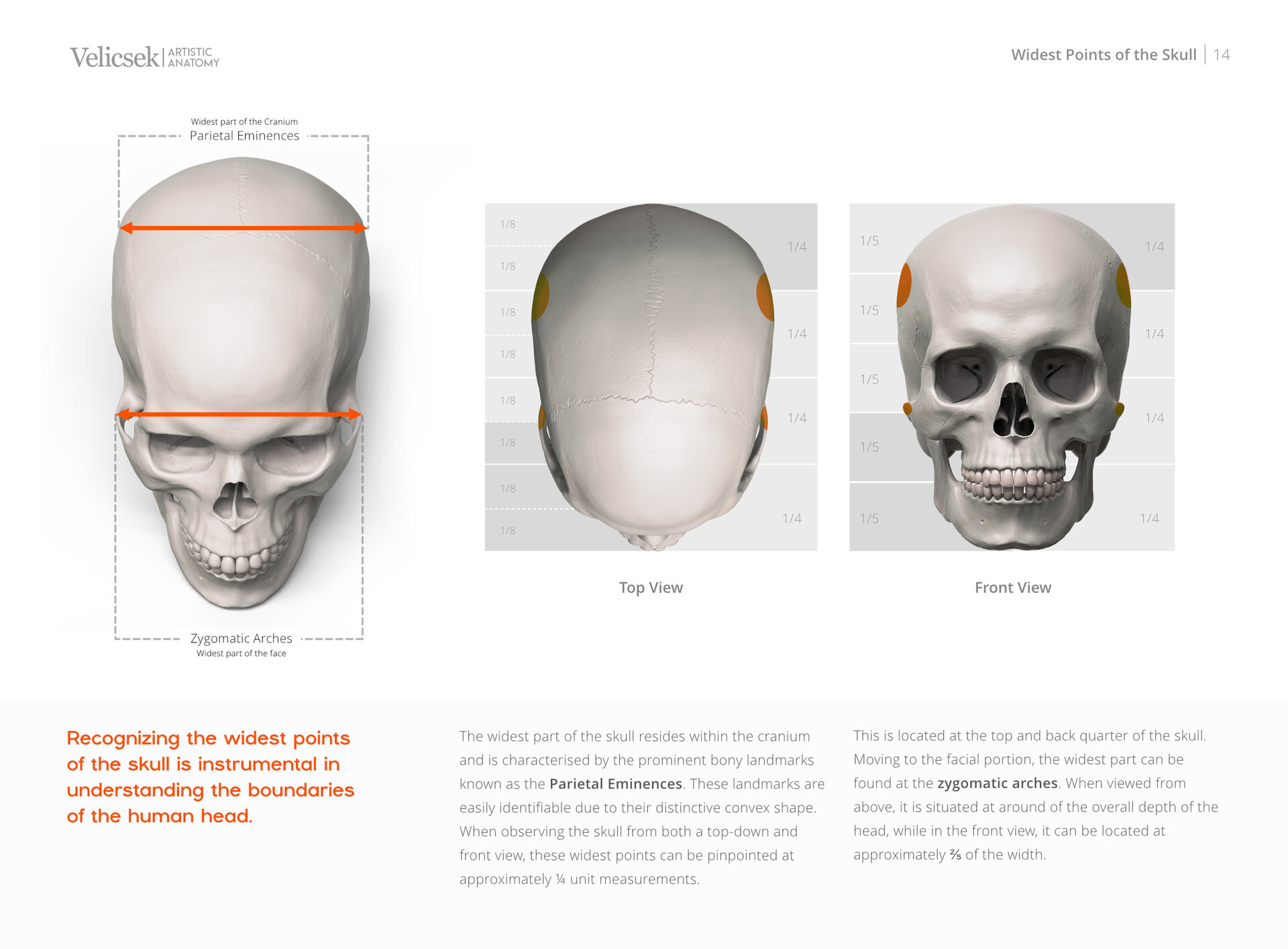 Gusztav Velicsek - Visual Reference of the Human Skull (Free E-book)