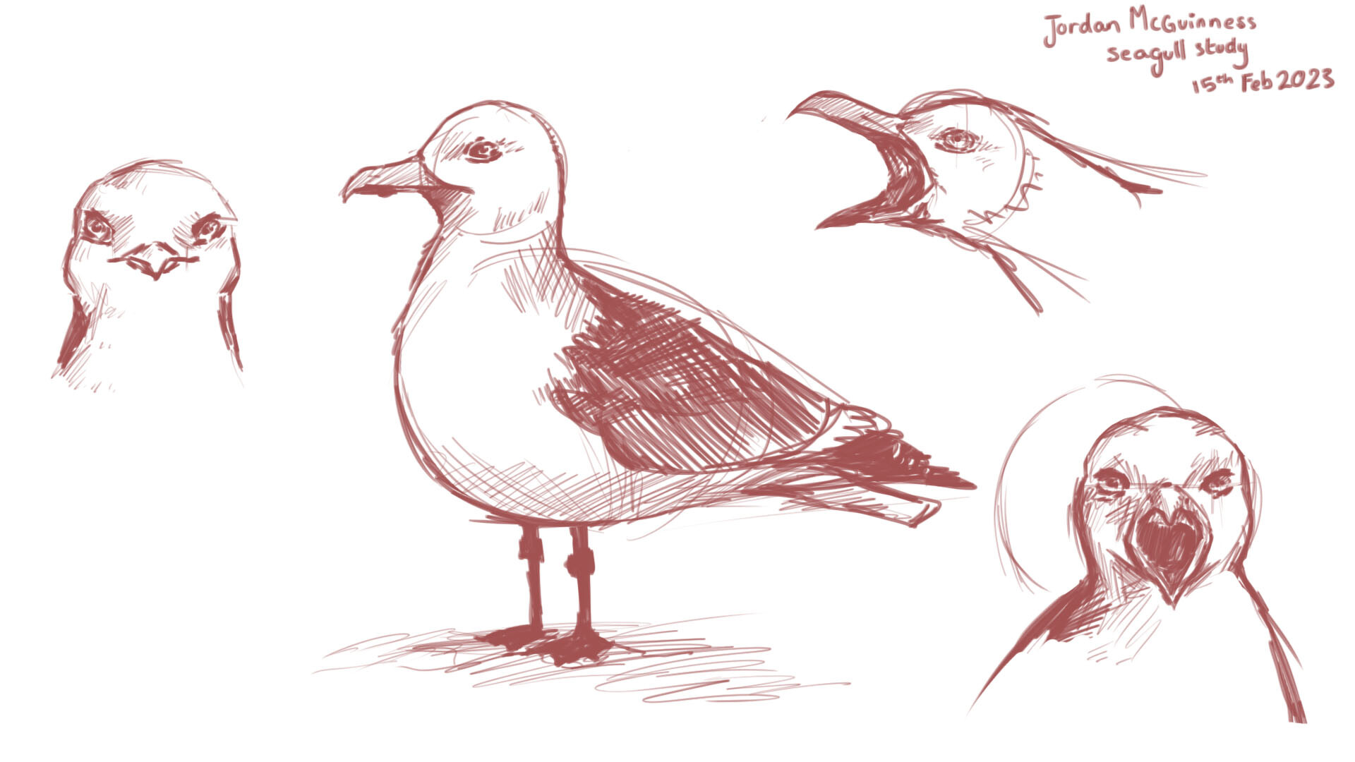 ArtStation - Seagull studies
