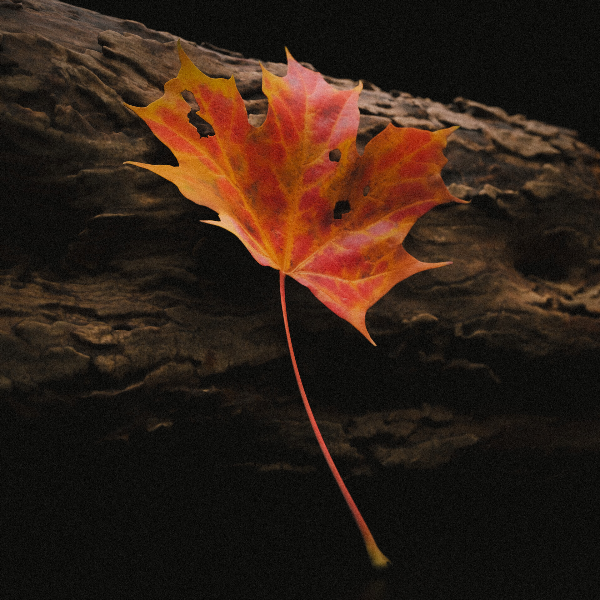 ArtStation - Realistic Leaf Blender Scene