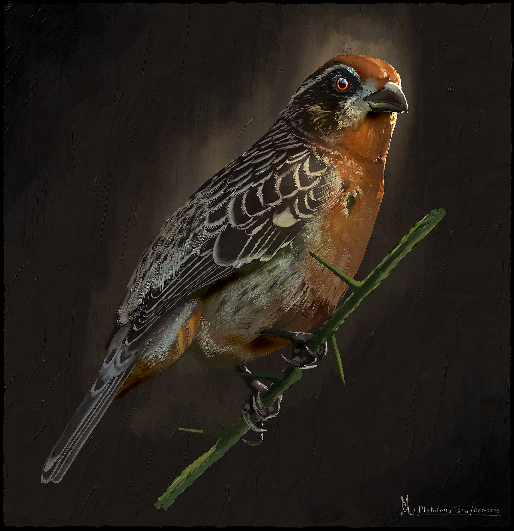 ArtStation - Chilean native birds