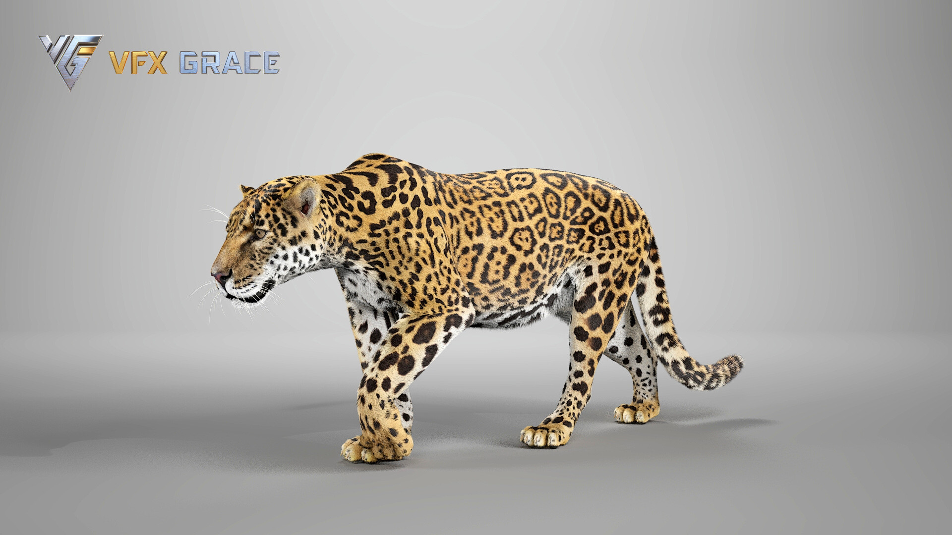 VFX models - Panthera onca - UE Character Asset