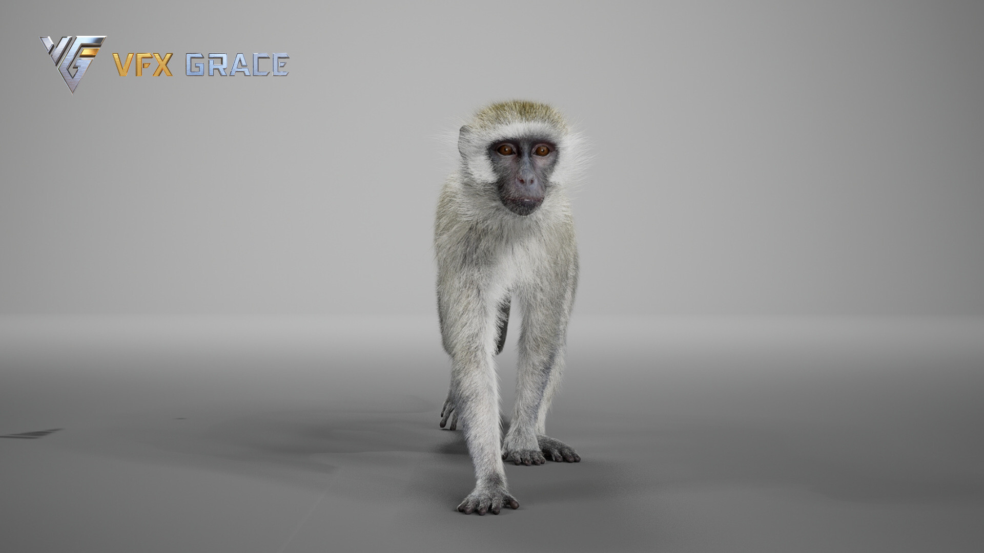 VFX models - Vervet Monkeys - UE Character Asset