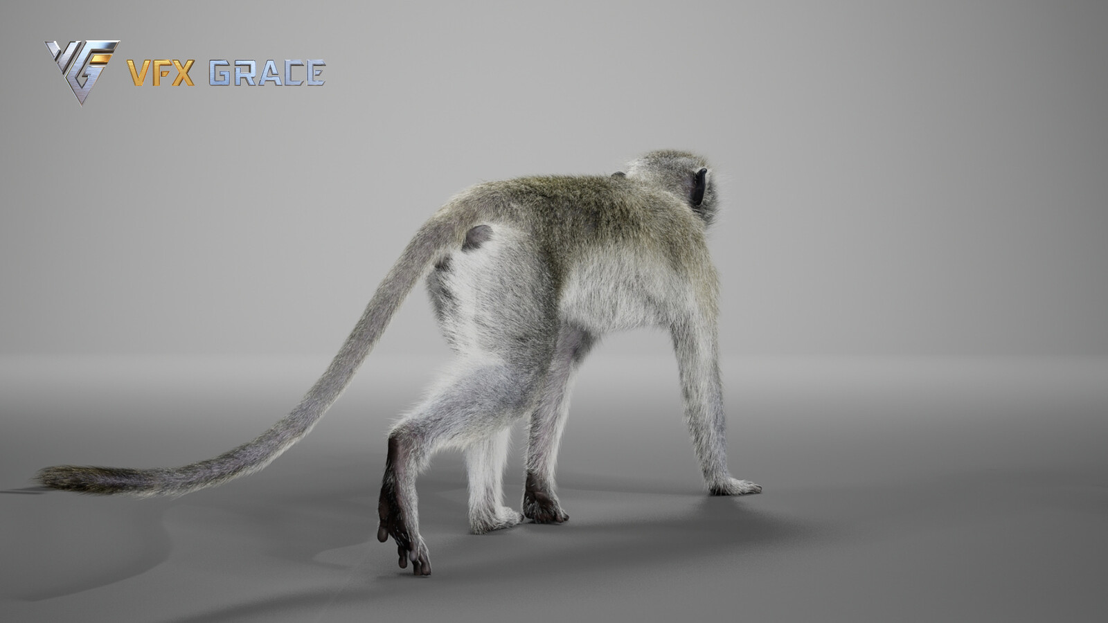 VFX models - Vervet Monkeys - UE Character Asset
