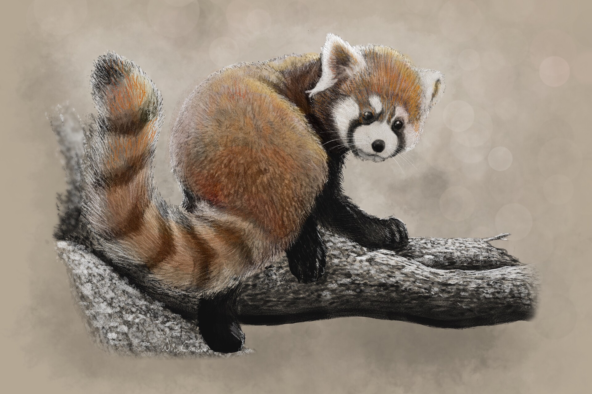how to draw a red panda draw so cute