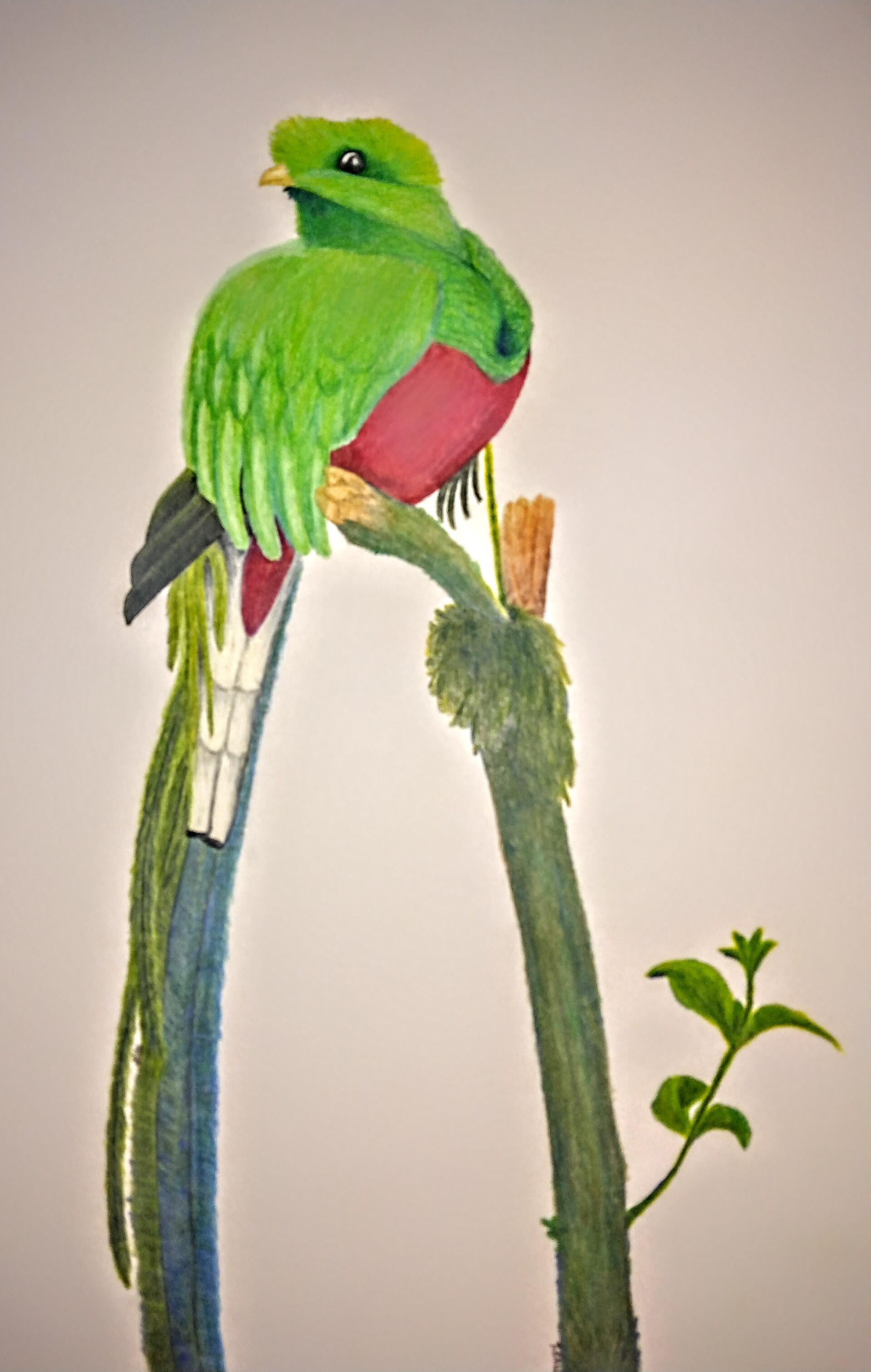 ArtStation - The Quetzal