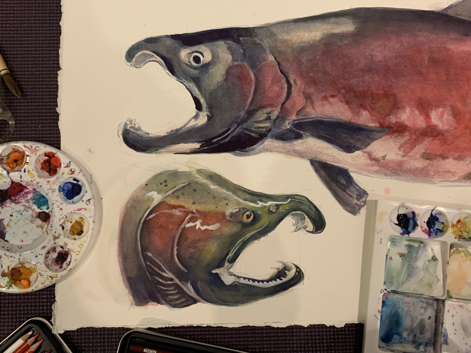 Jack Estep - Coho Salmon Illustrations