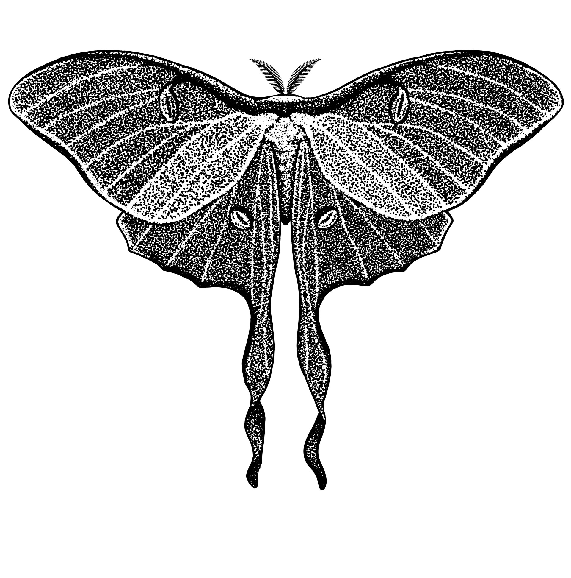 ArtStation - Luna Moth