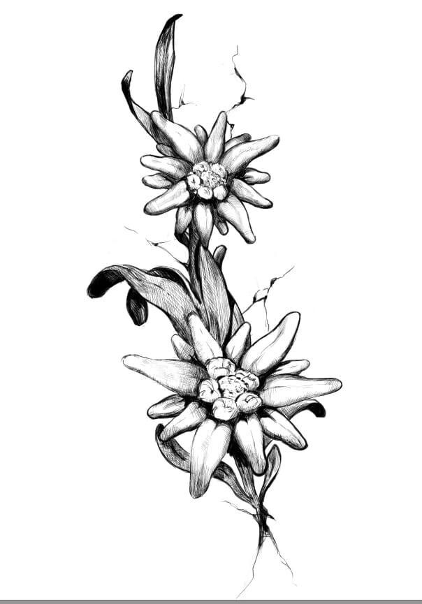 ArtStation - Edelweiss