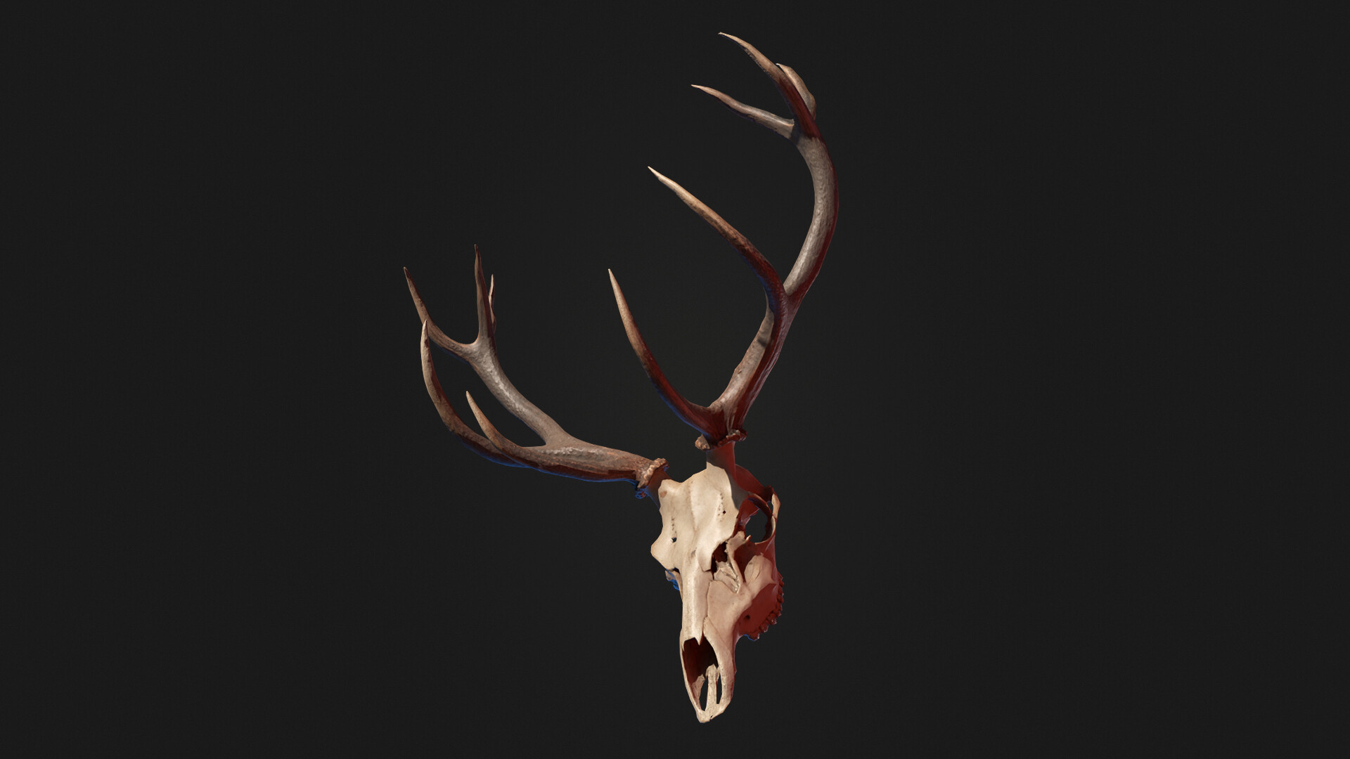 ArtStation - Deer skull.