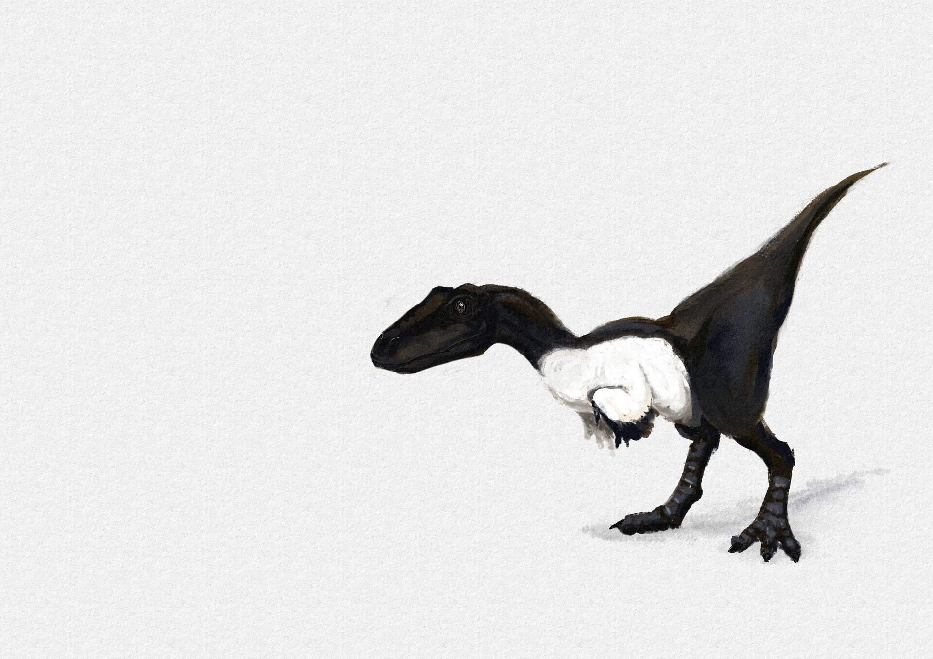 ArtStation - Raptor magpieish