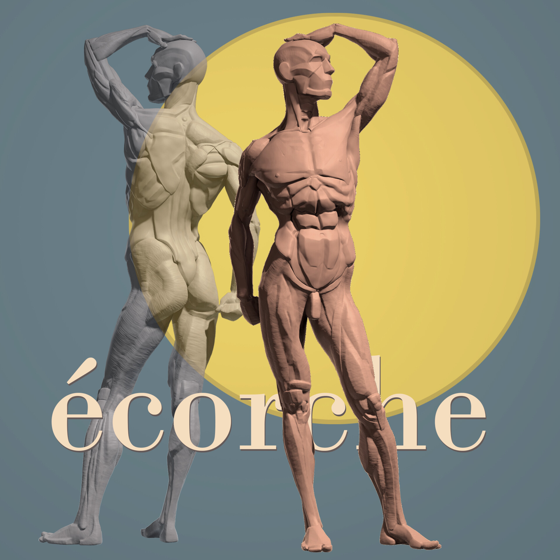 ArtStation - Anatomy study. écorche