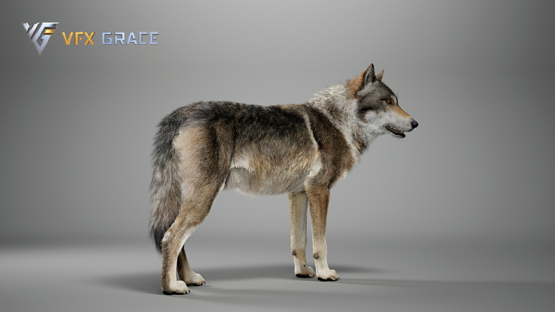 VFX models - Wolf - UE Character Asset