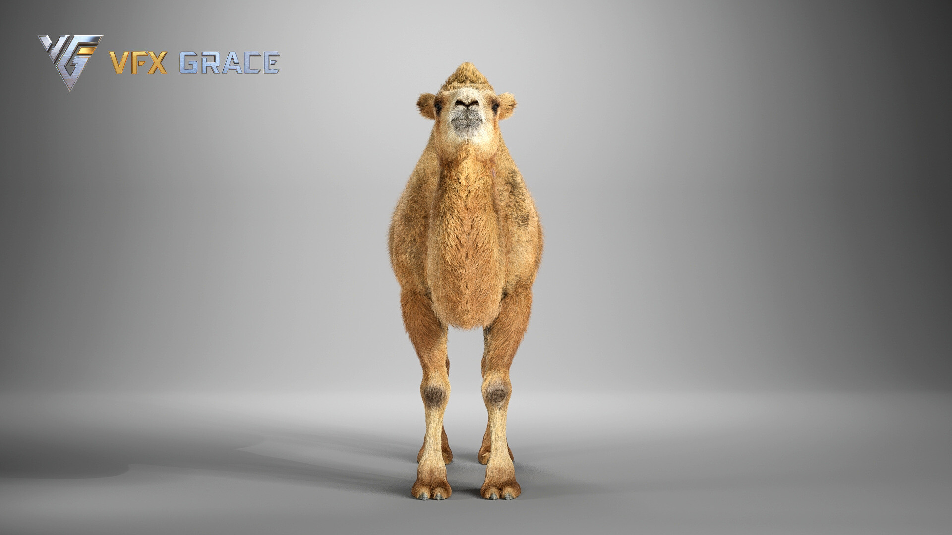 VFX models - Bactrian Camel - UE Character Asset