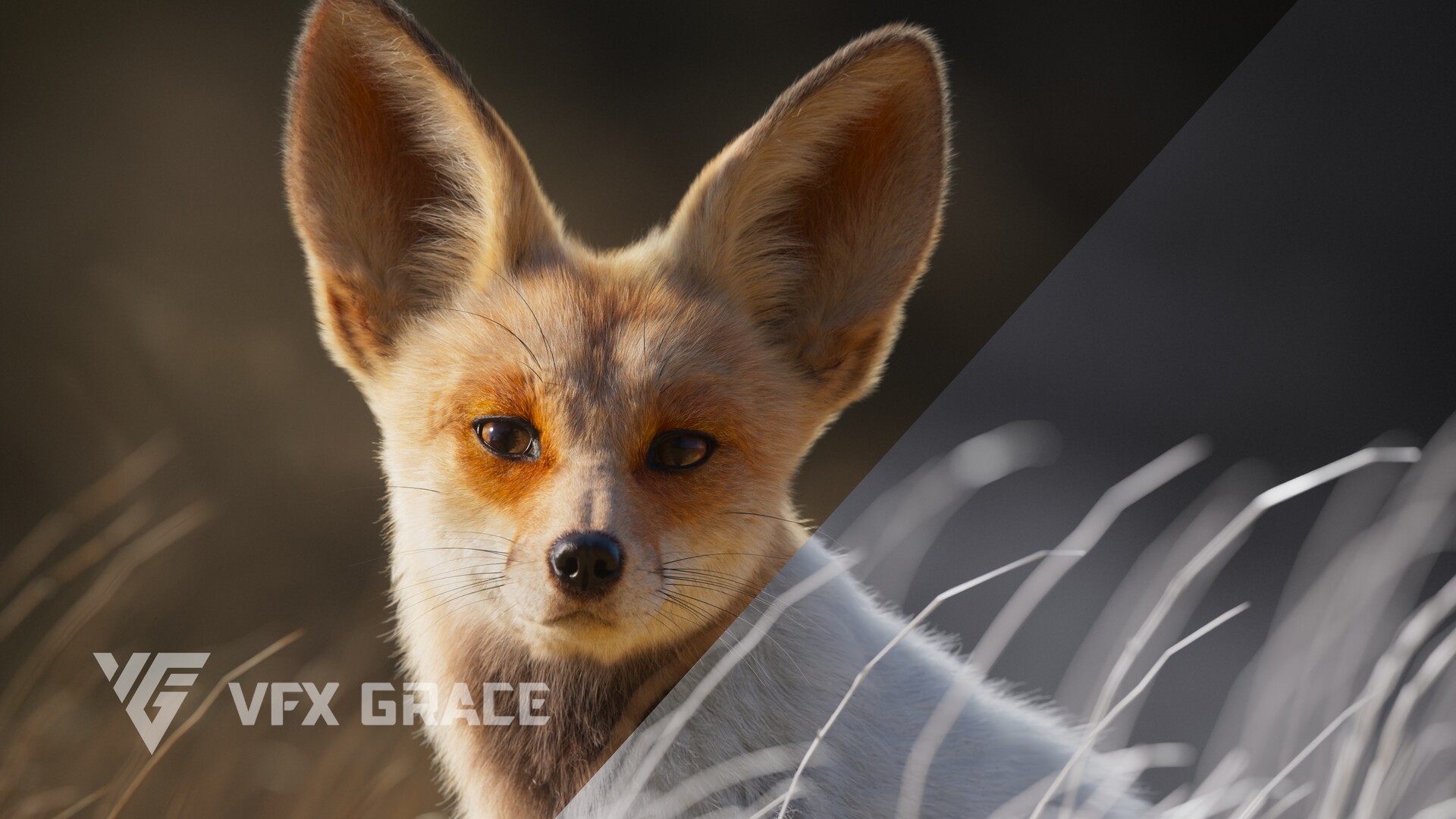 VFX models - Arabian Red Fox Animation | Blender 3d model