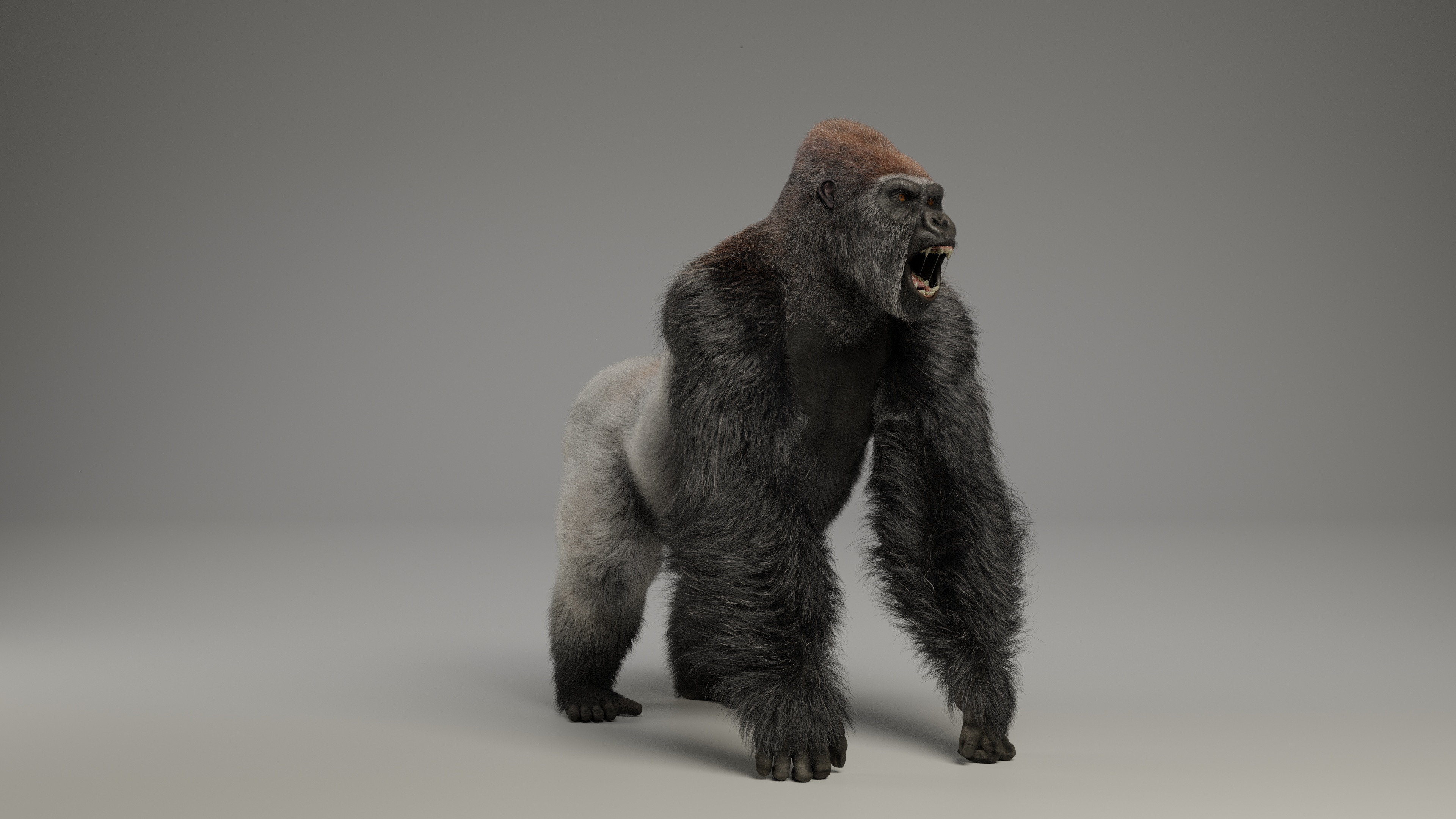 VFX models - Silverback Gorilla Animation | Blender 3d model