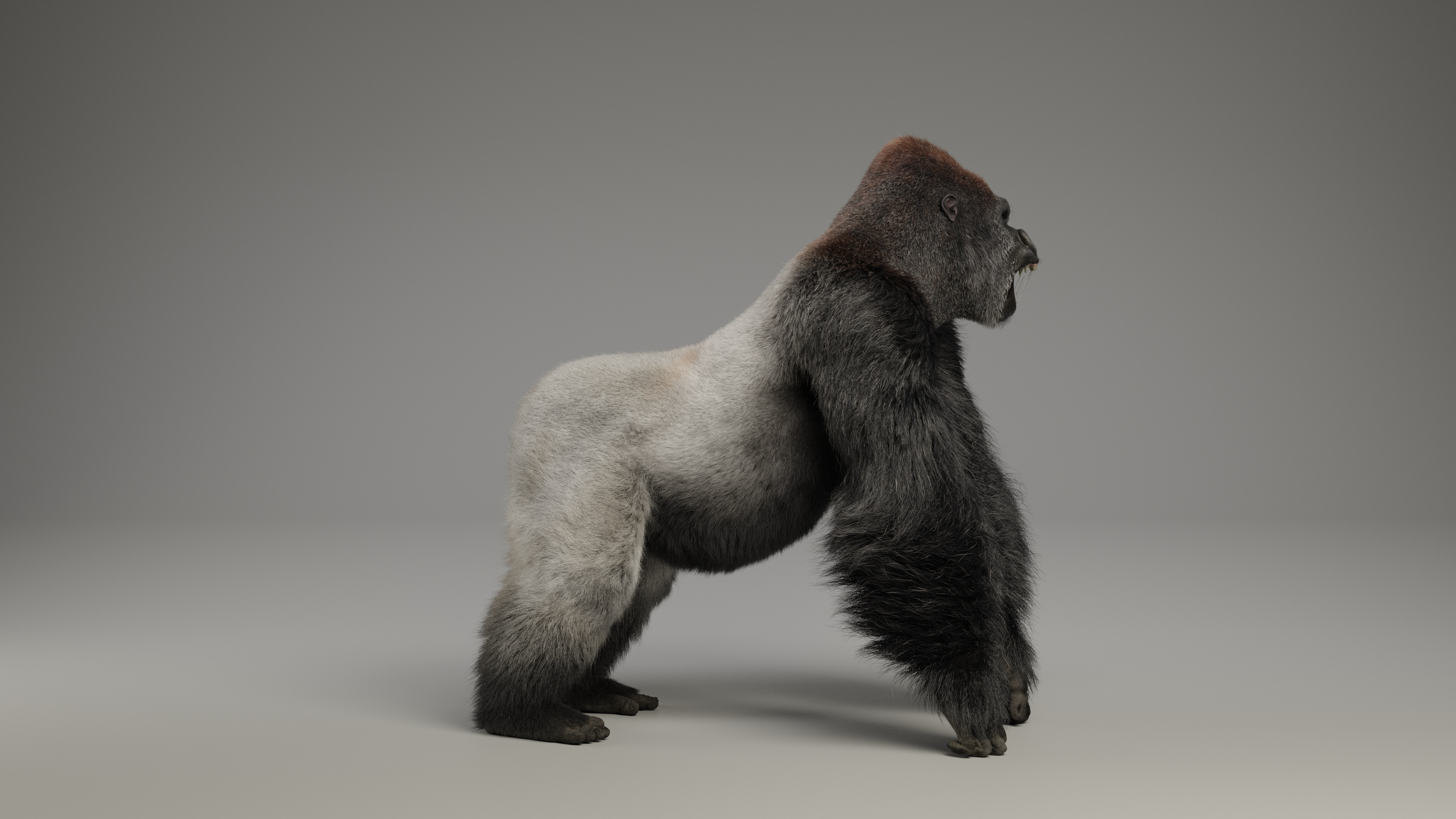VFX models - Silverback Gorilla Animation | Blender 3d model