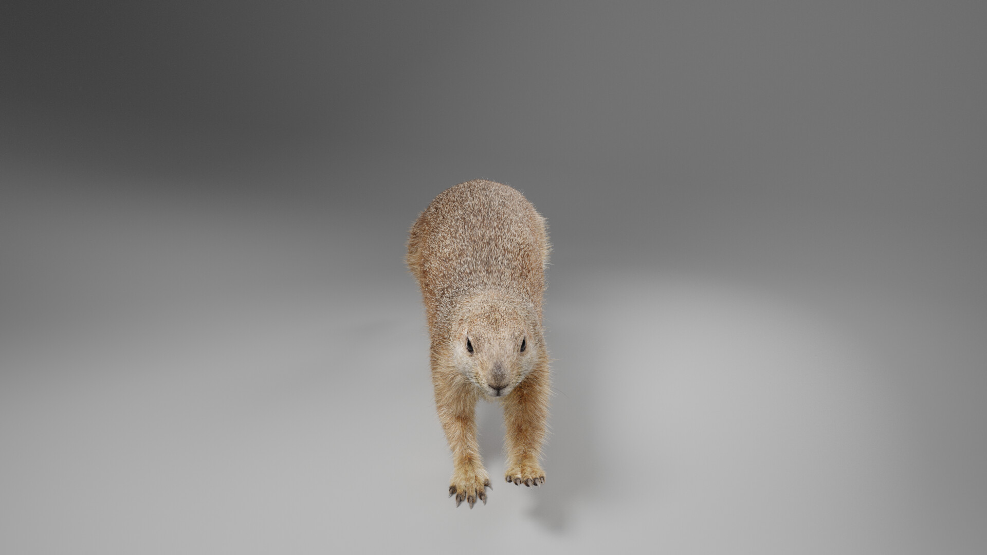 VFX models - Prairie Dog Animation | Blender 3d model