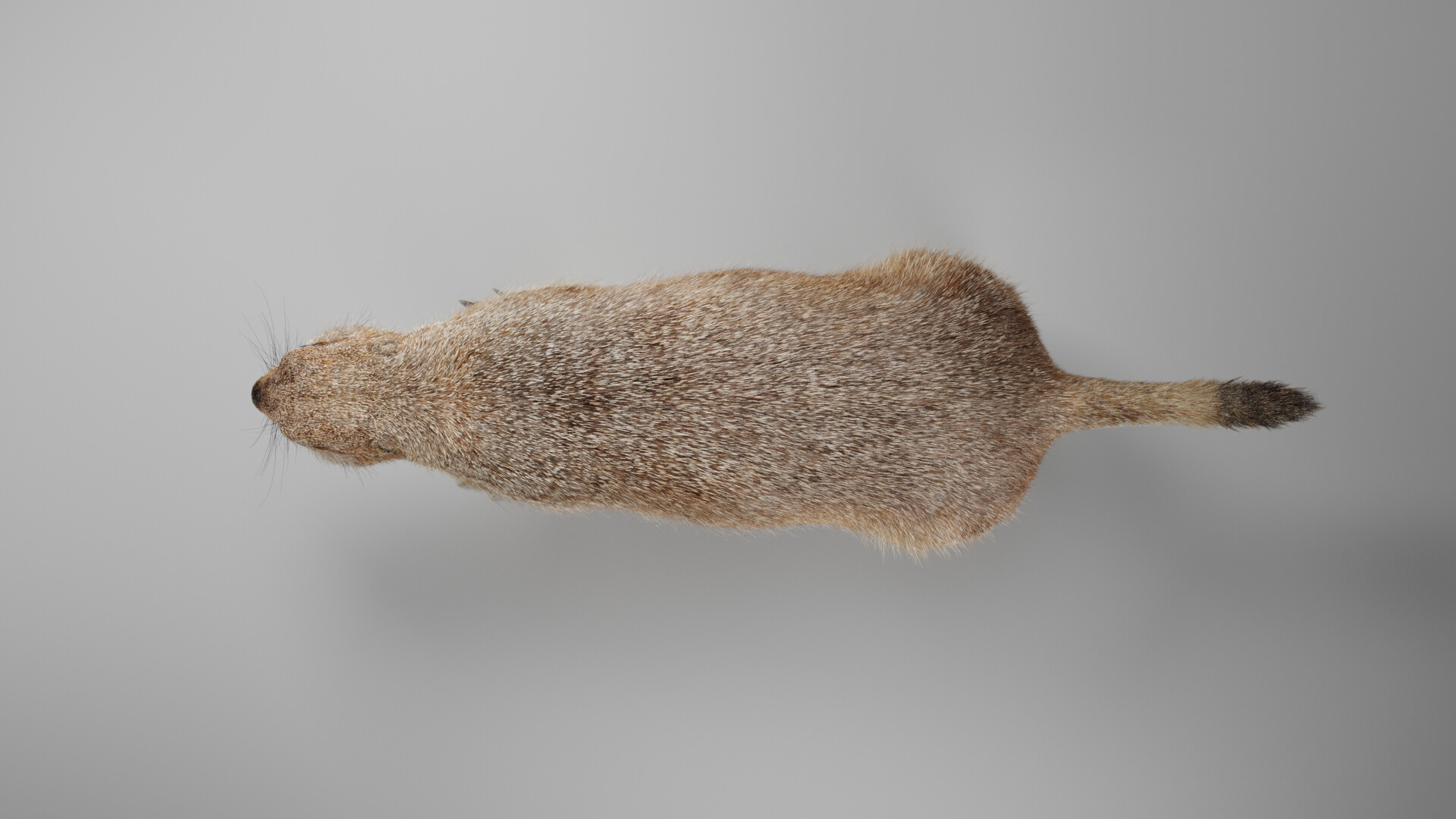 VFX models - Prairie Dog Animation | Blender 3d model