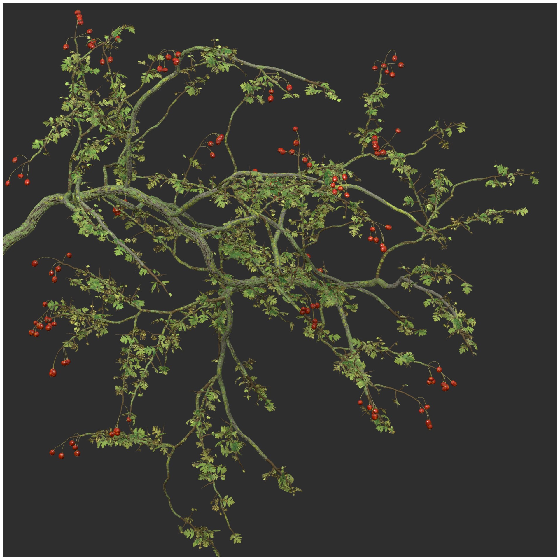 ArtStation - Hawthorn Leaf Clusters Texture