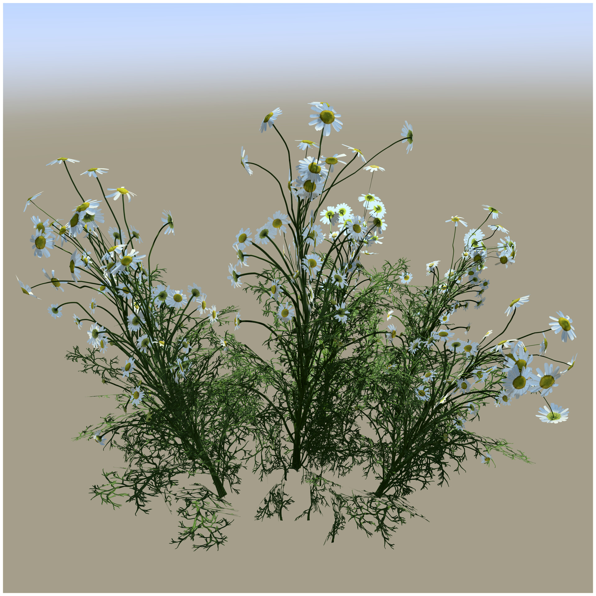 ArtStation - Chamomile Flowers Texture