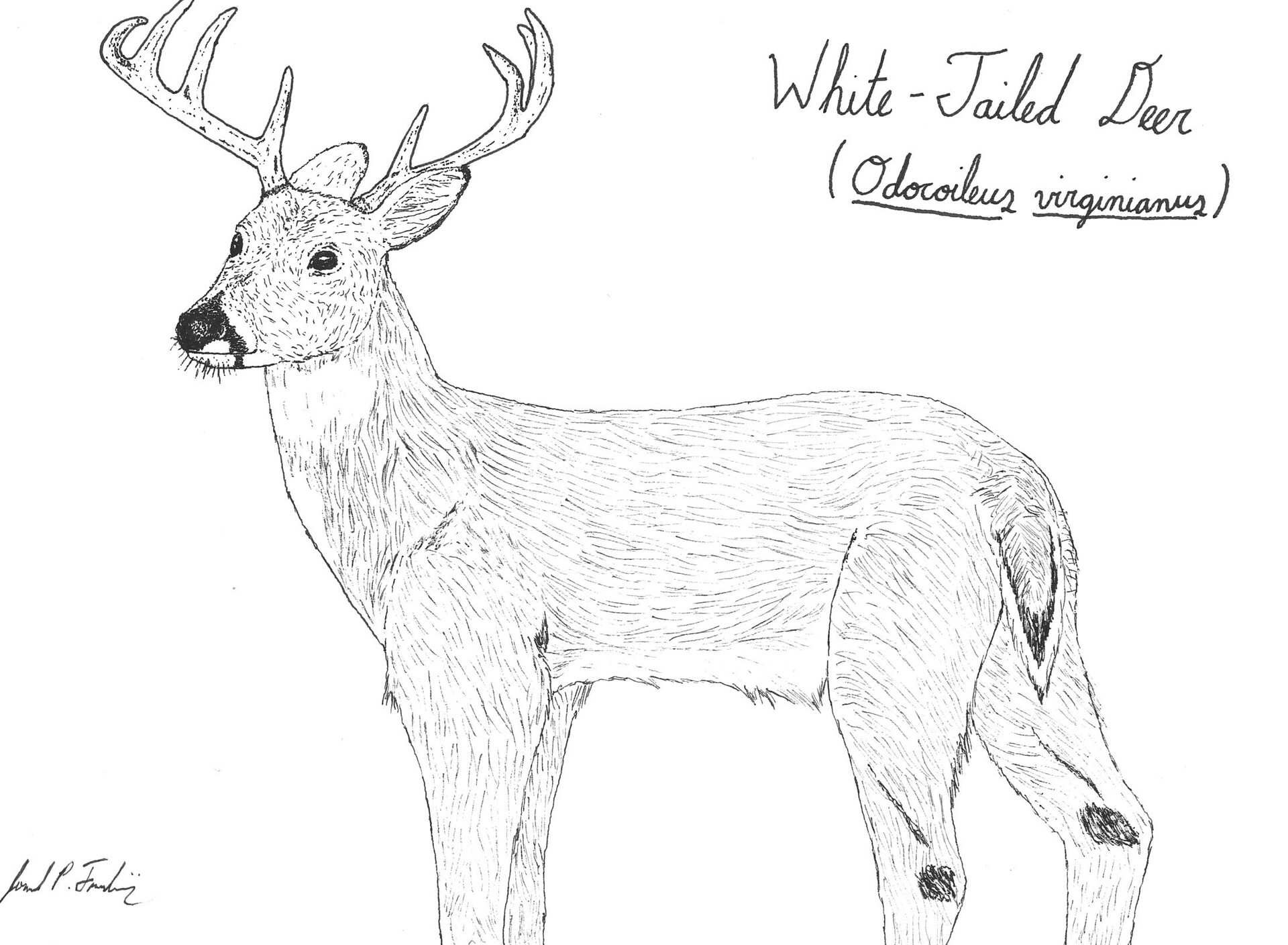 how to draw white tailed deer