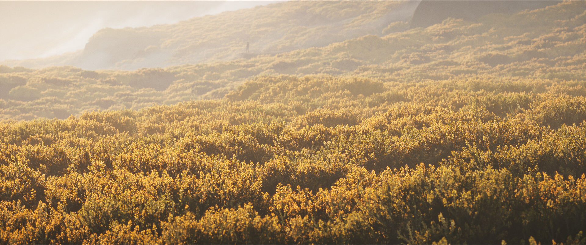 Borys Udodenko - Scots