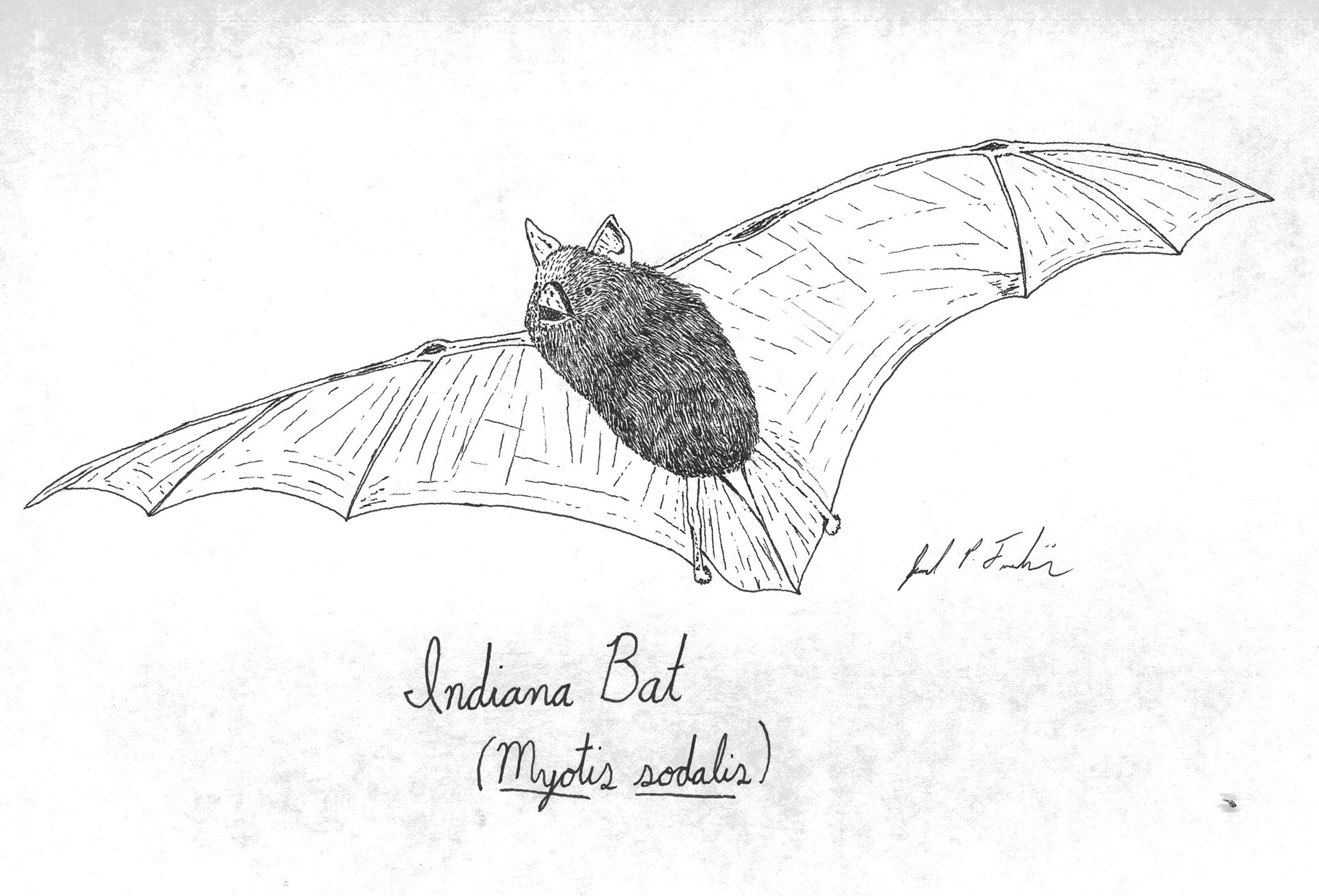 how to draw an indiana bat