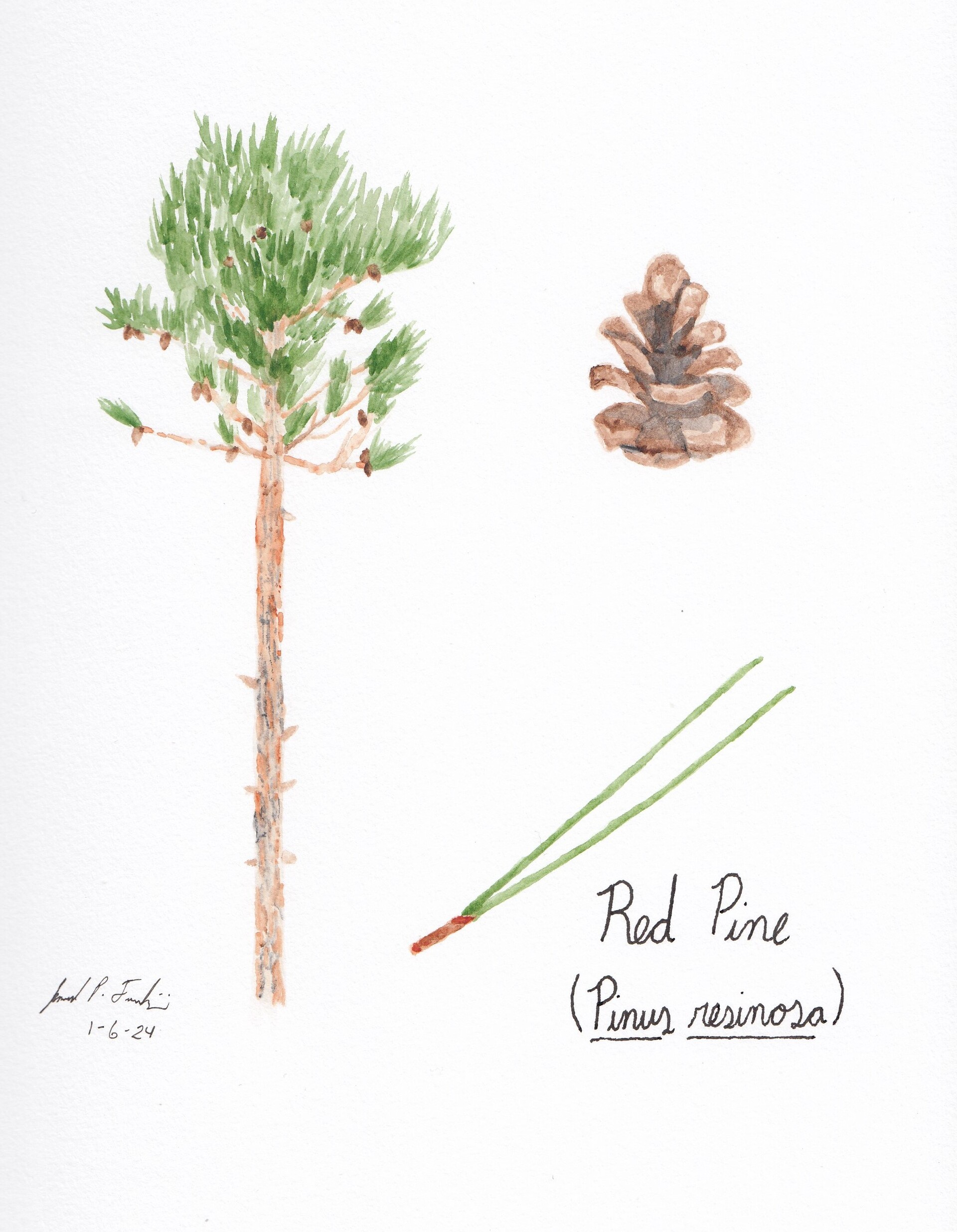 red pine drawing