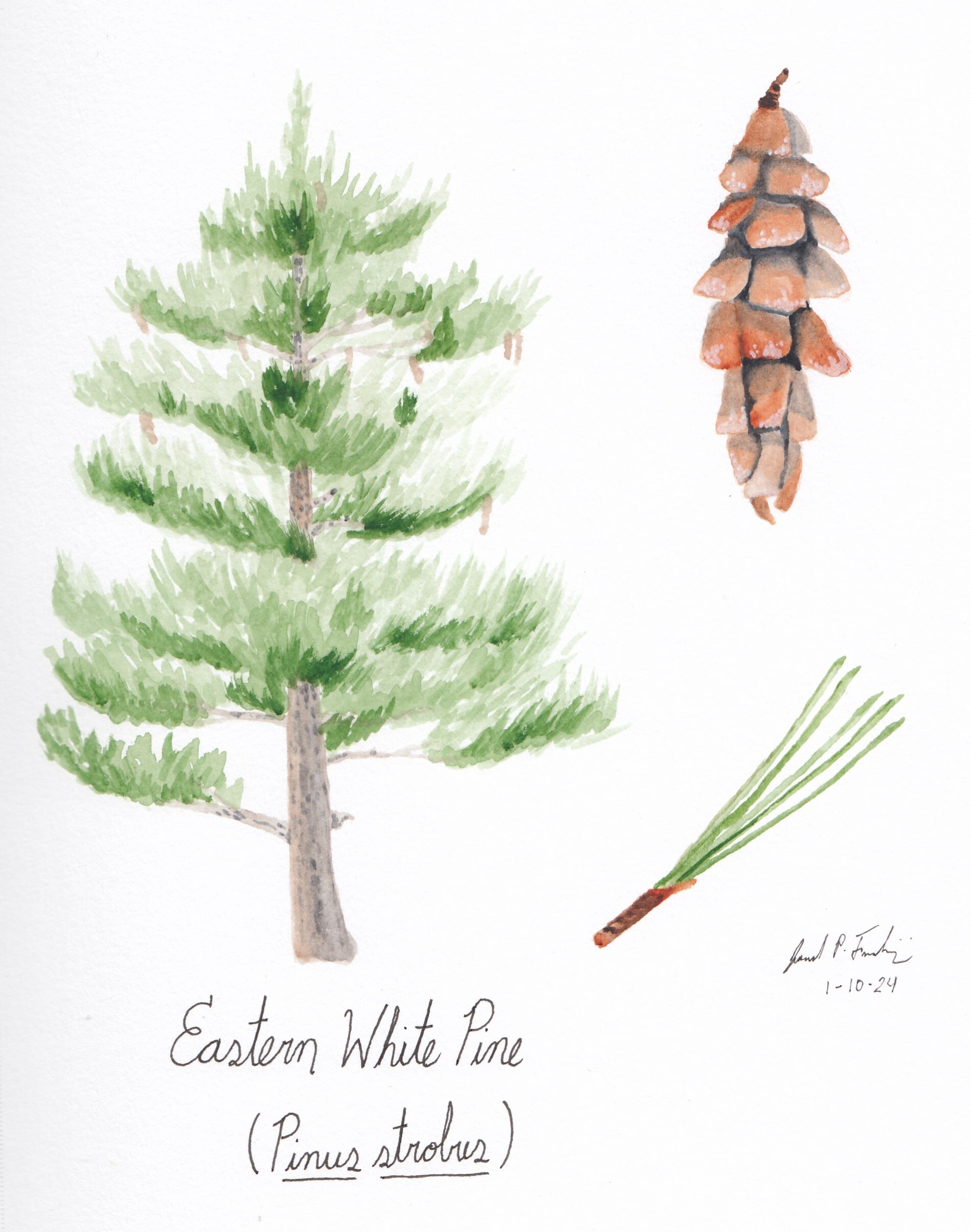 Eastern White Pine Drawing A Large Eastern White Pine At Mirror Lake