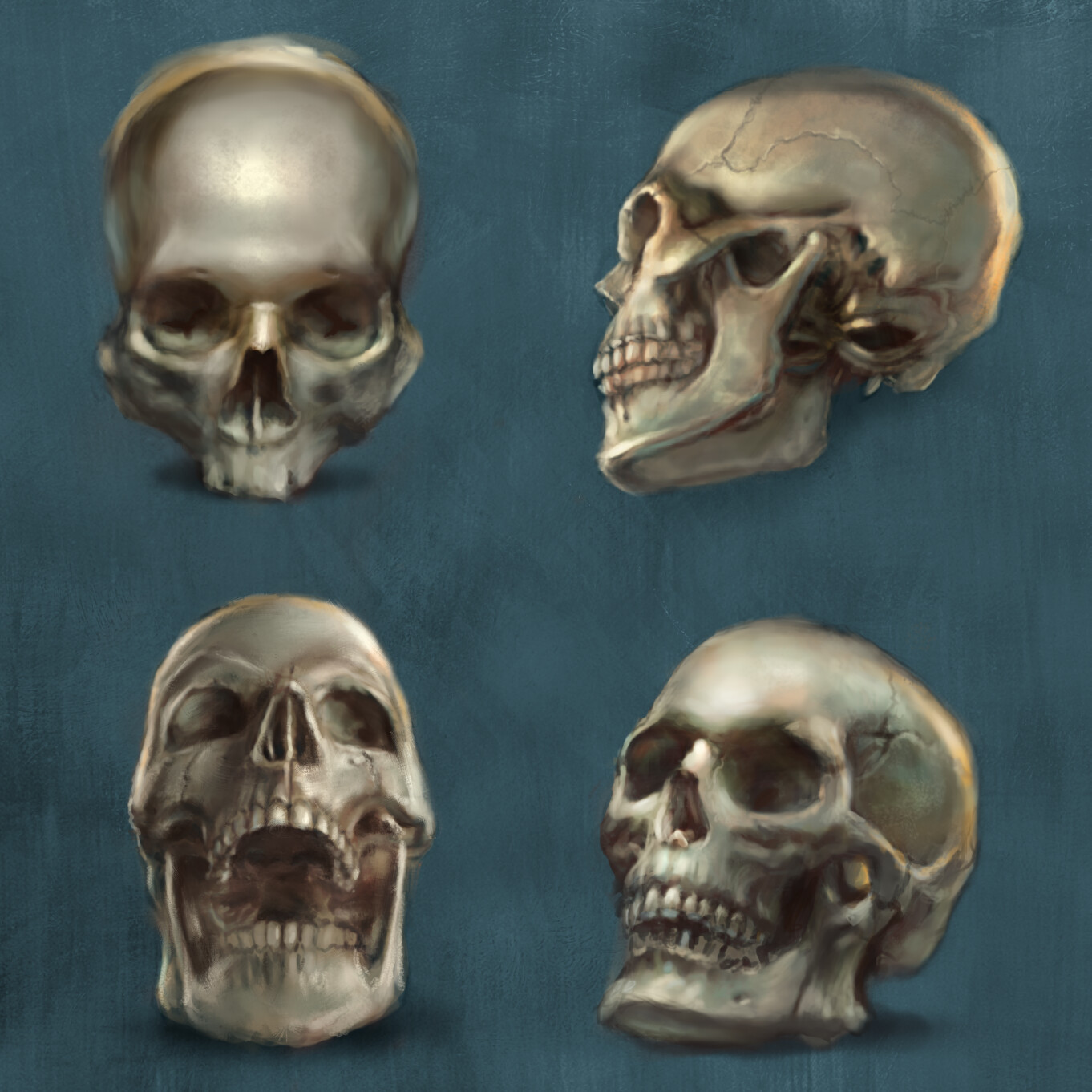 ArtStation - Skulls study