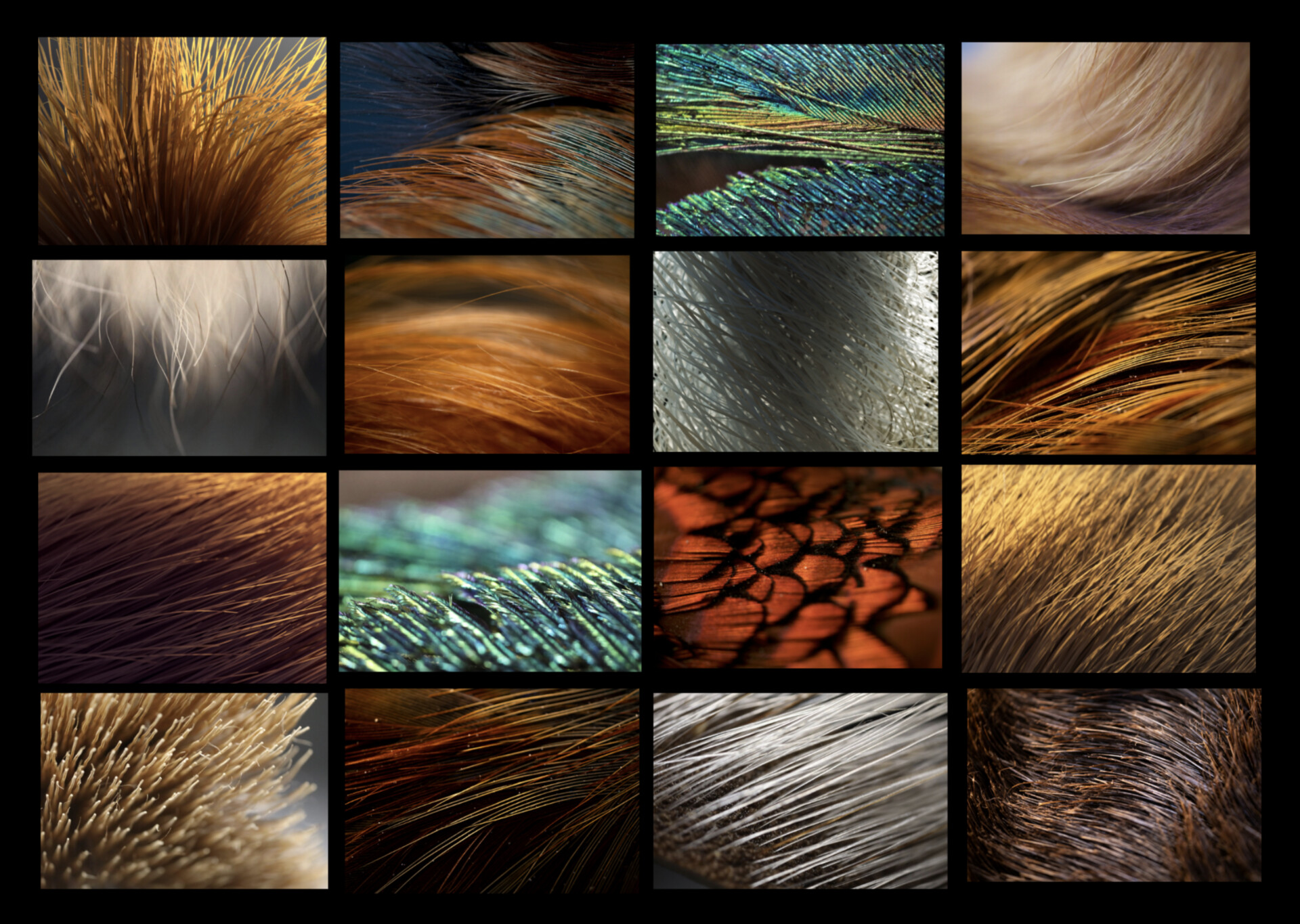 ArtStation - Xgen Macro Fur Simulations