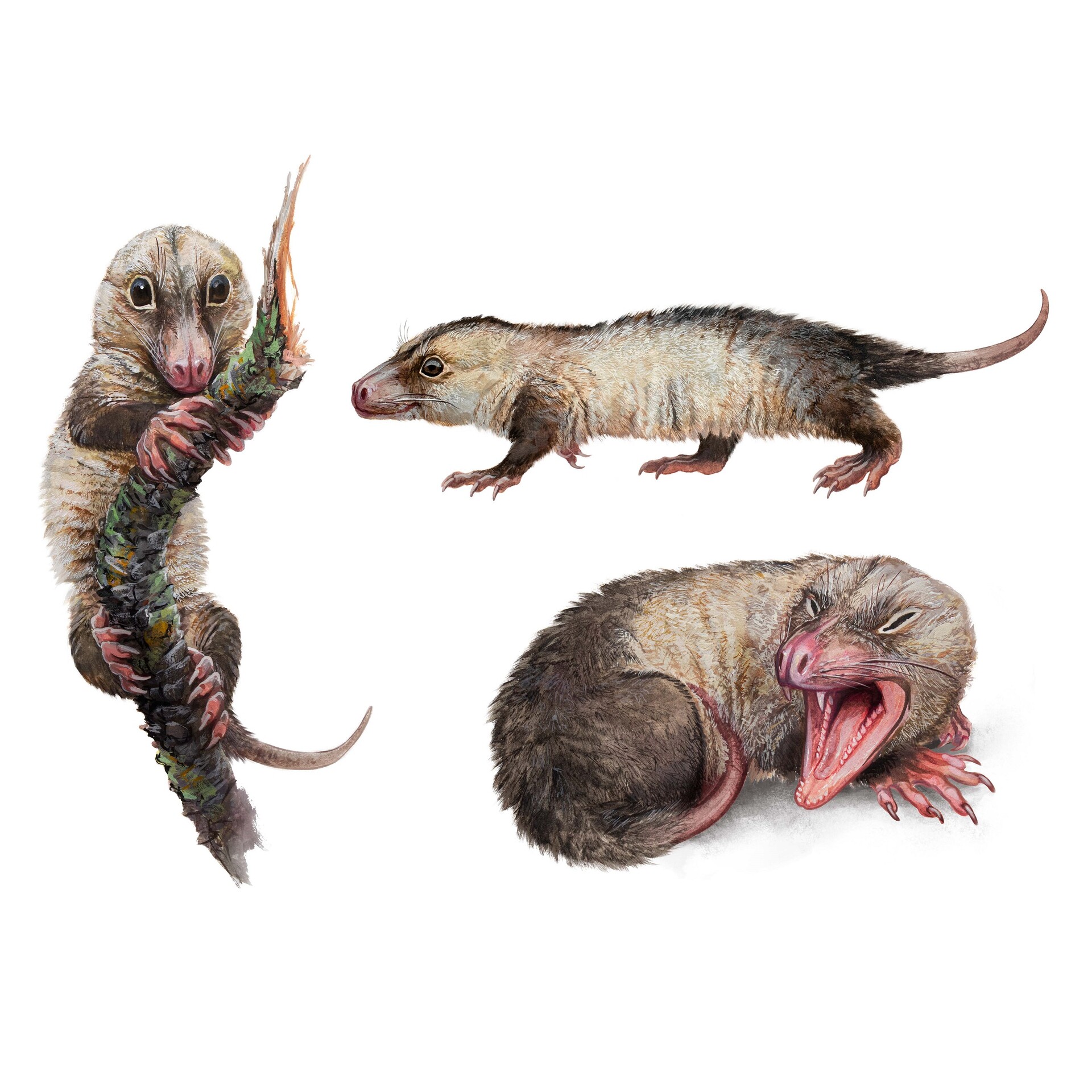 ArtStation - Brasilodon