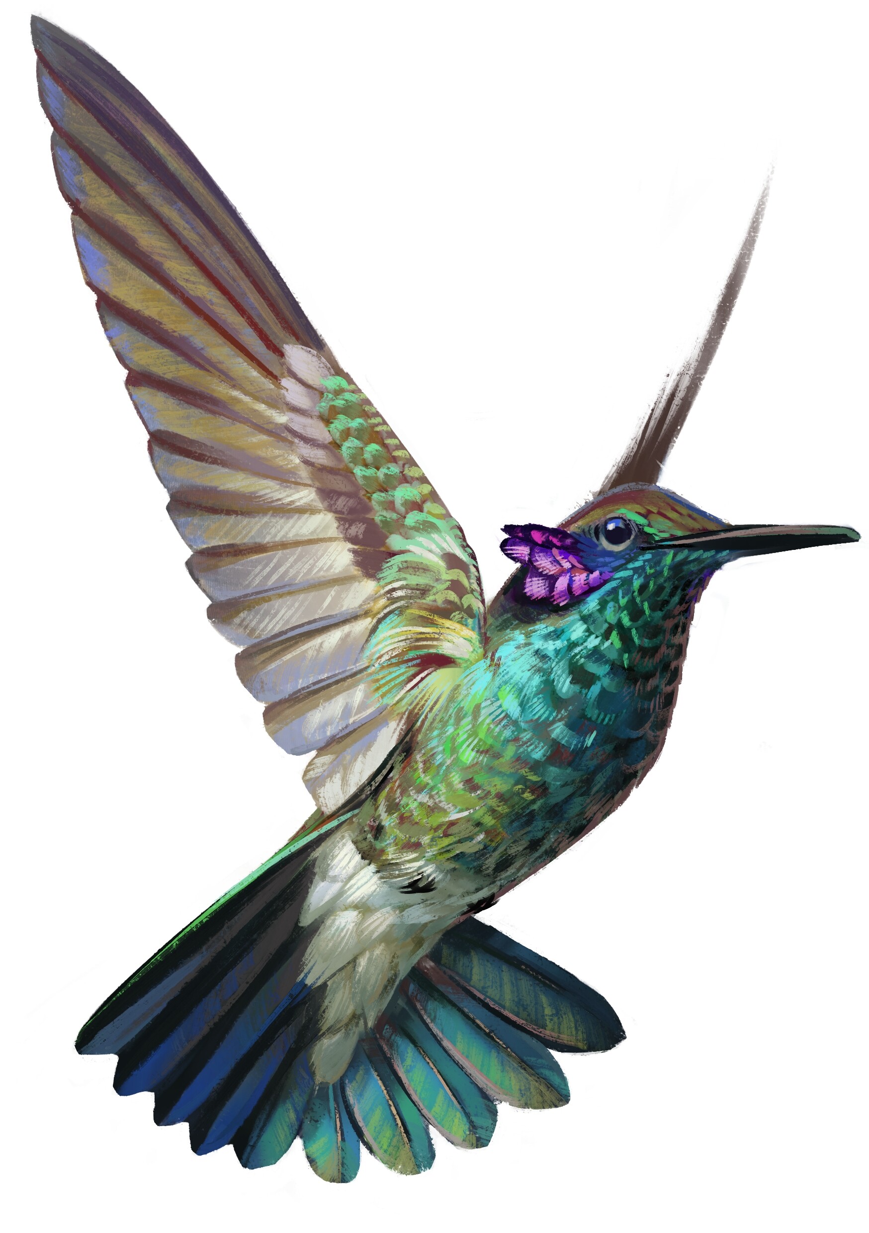 ArtStation - Colibri serrirostris