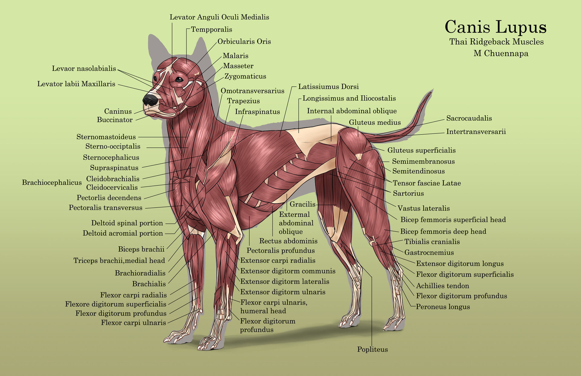 Lim Hui Min Portfolio Animal Anatomy Dog