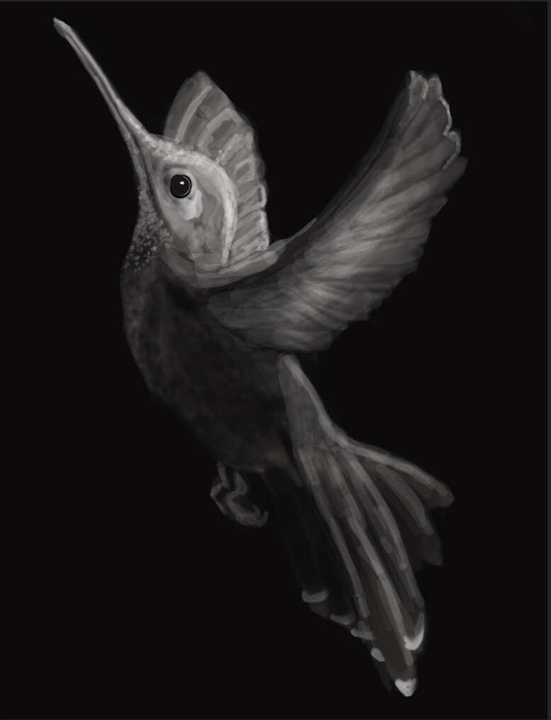 ArtStation - Hummingbird