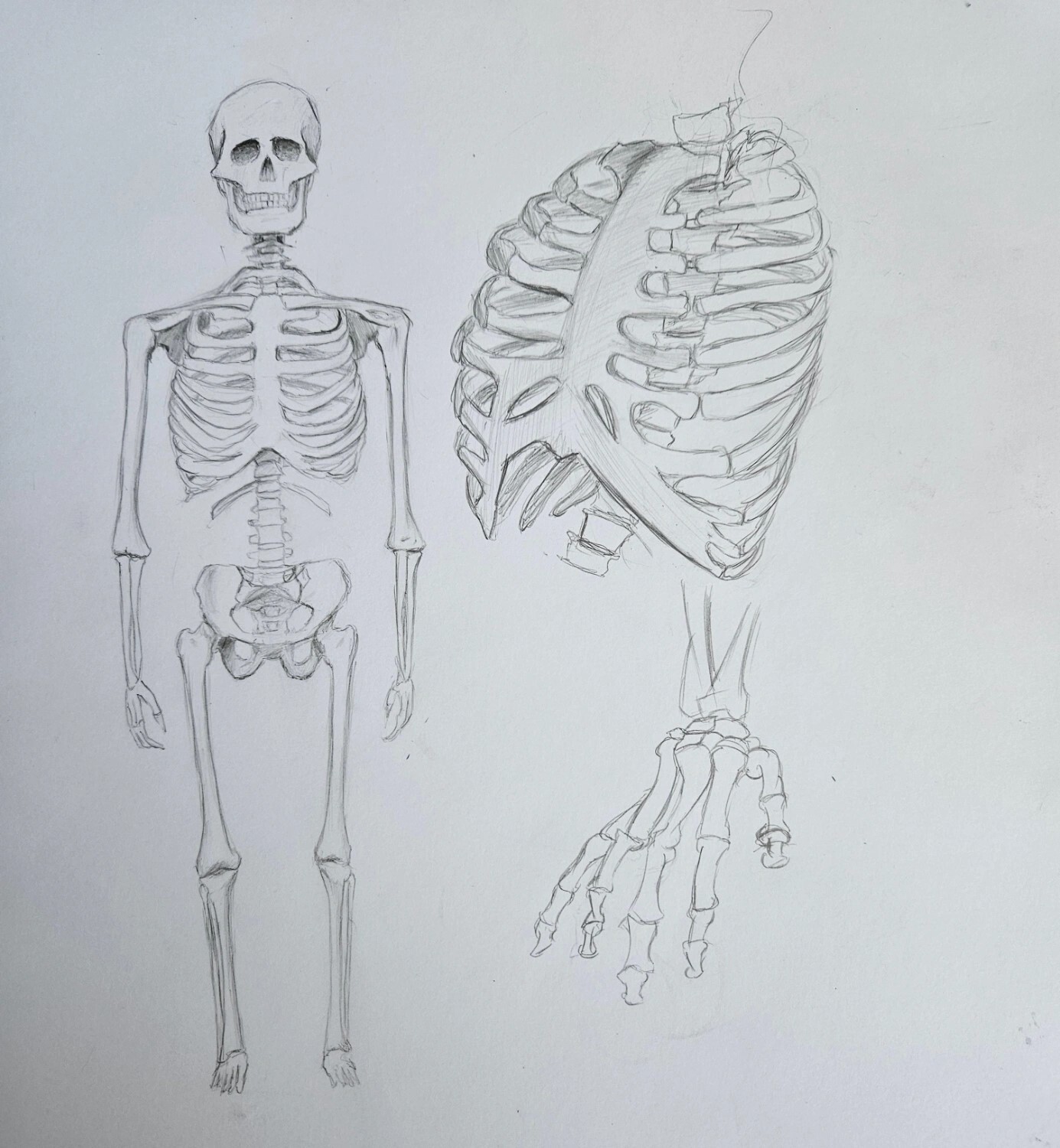 ArtStation - Anatomy study