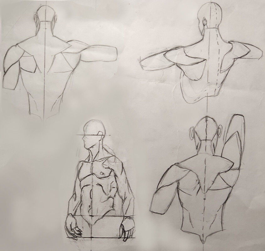 ArtStation - Back Muscle #1 + Upper Muscle