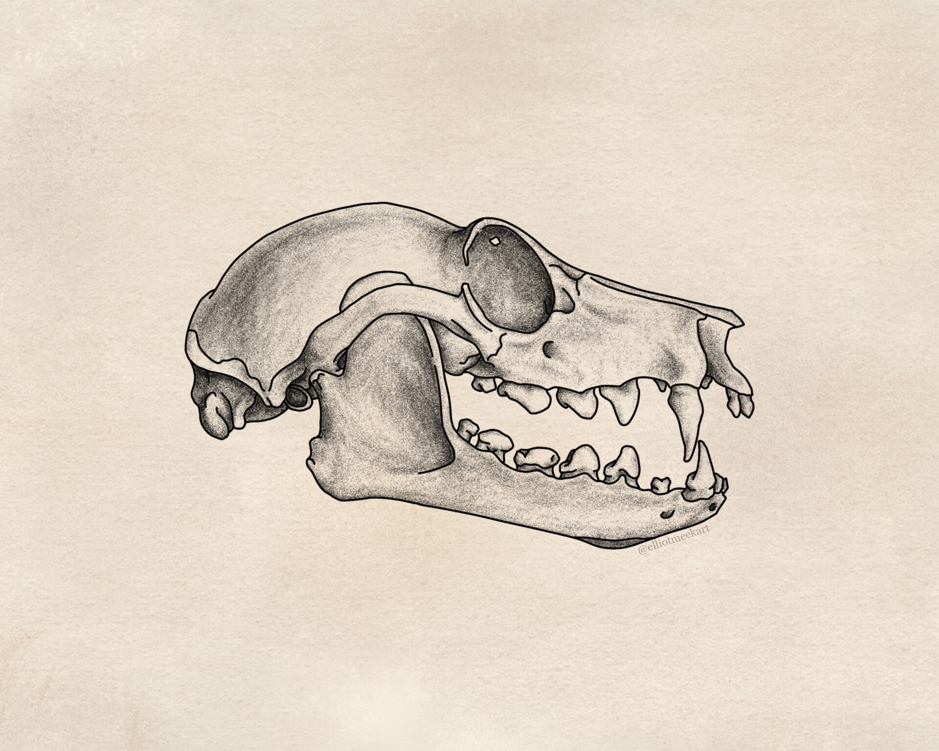 ArtStation - Fruit Bat Skull