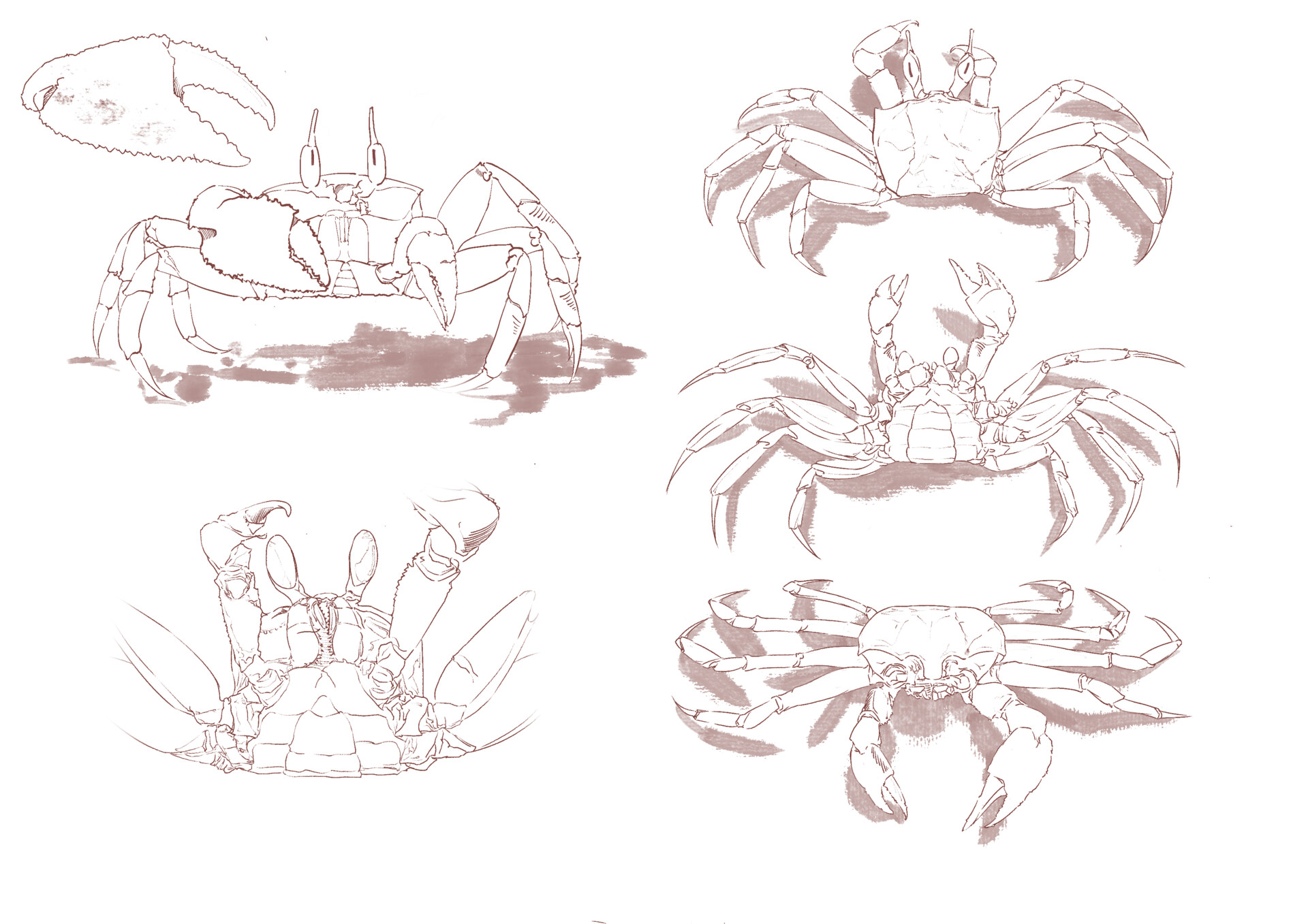 ArtStation - 3D crab model