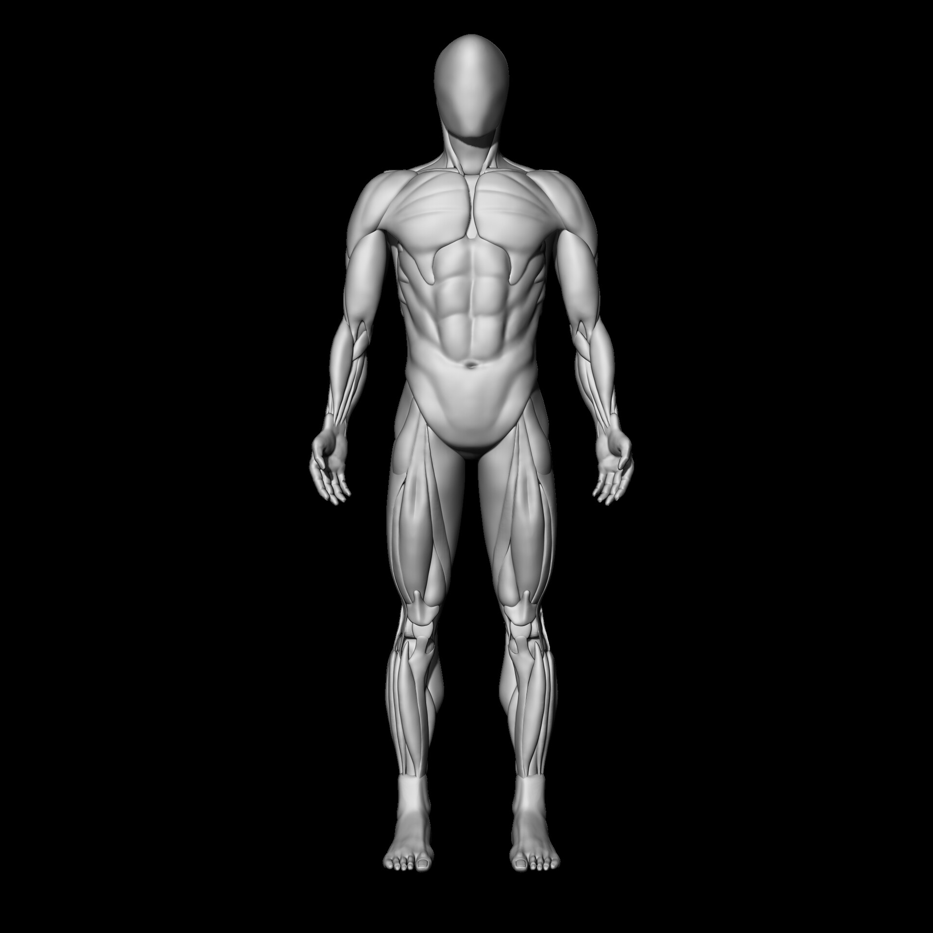 ArtStation - Human Anatomy