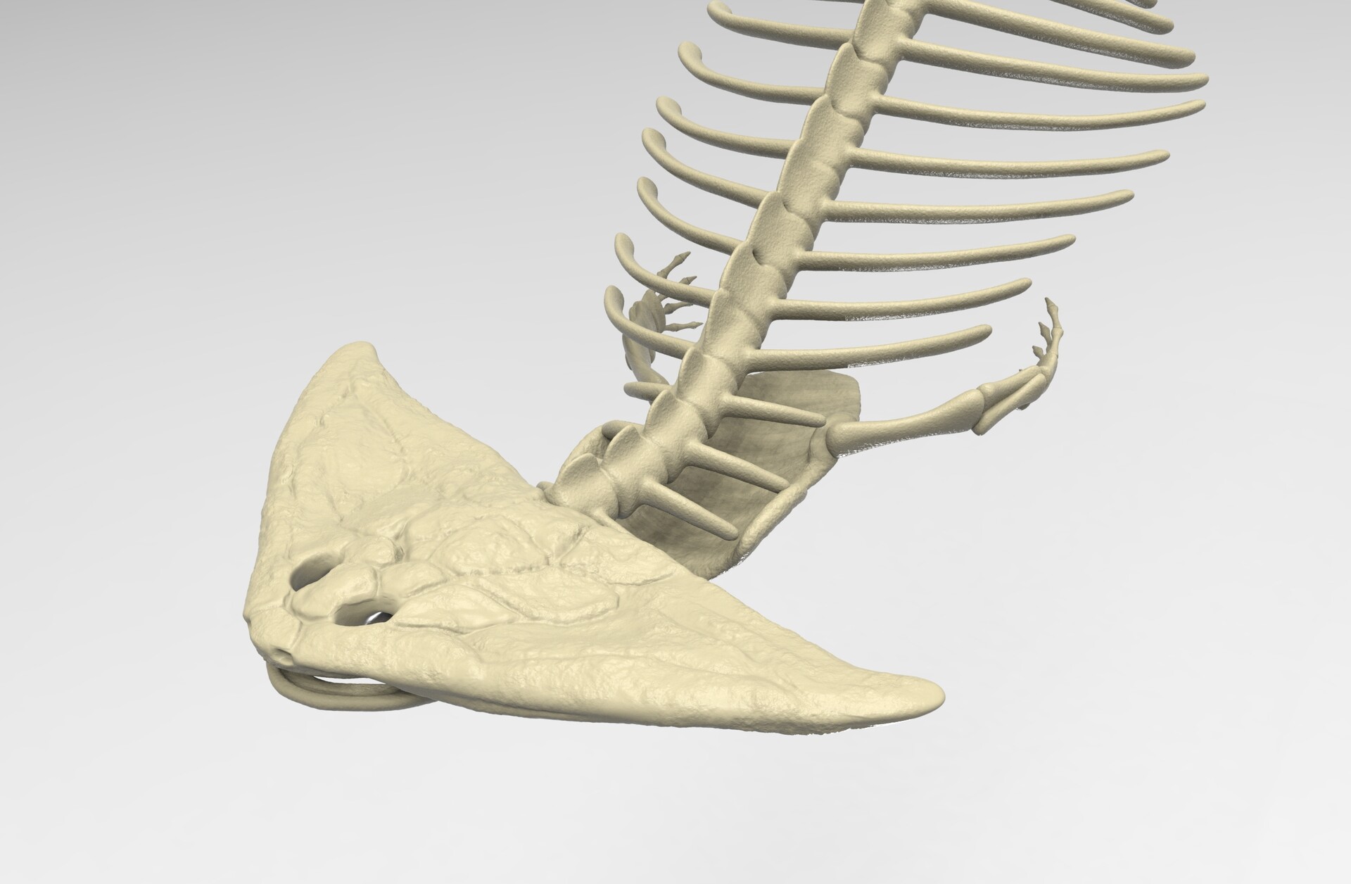 ArtStation - Diplocaulus fossil