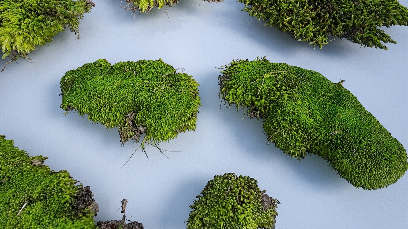 ArtStation - Material Scanned Moss Atlas