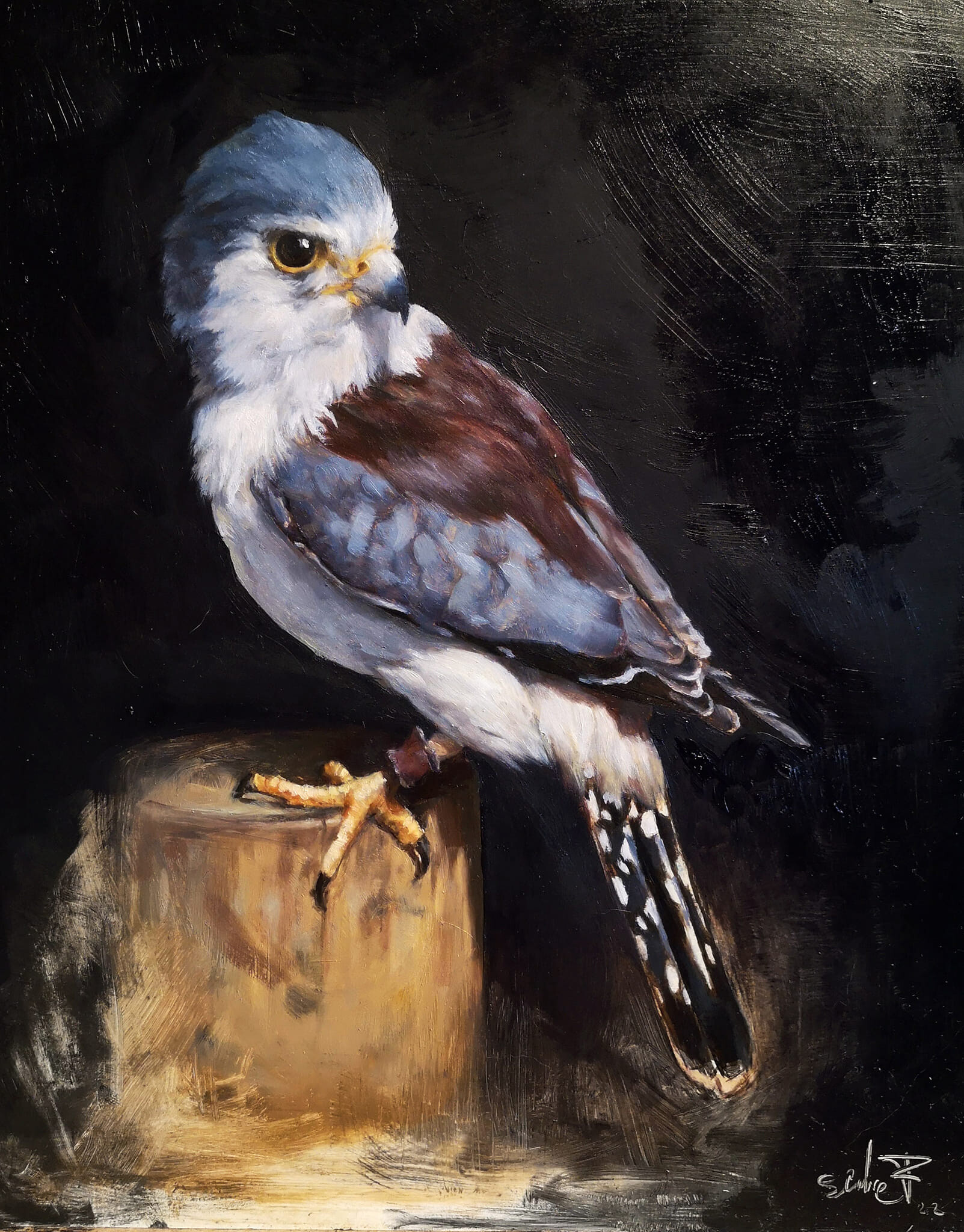 ArtStation - Pygmy falcon portrait