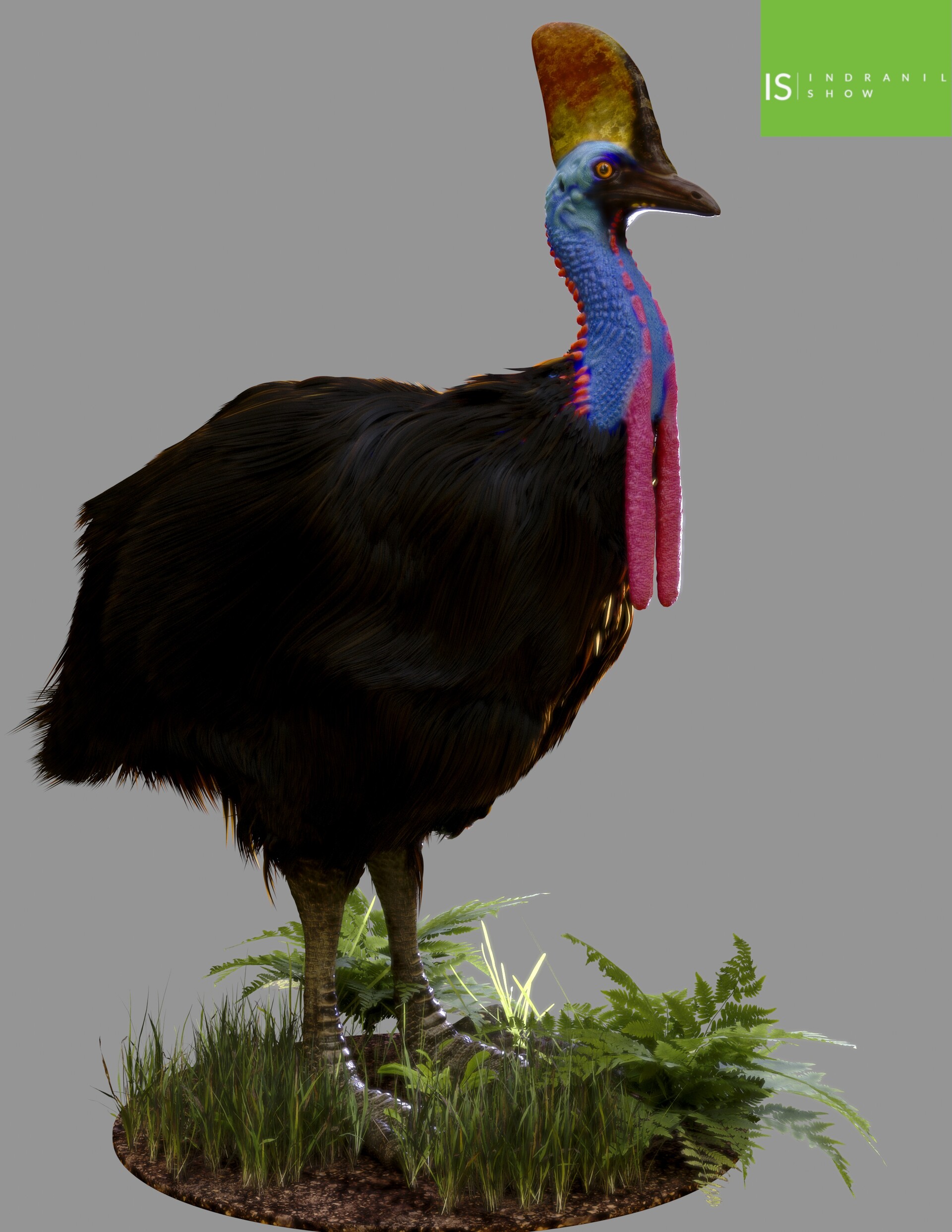 ArtStation - Cassowary_bird