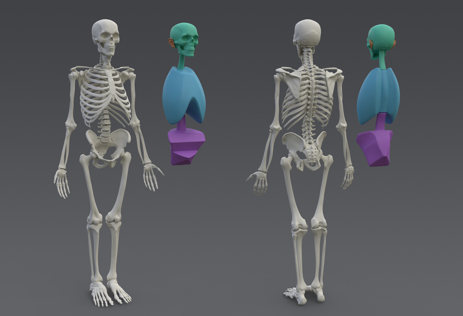 Anton Murashkin - Anatomy. Skeleton