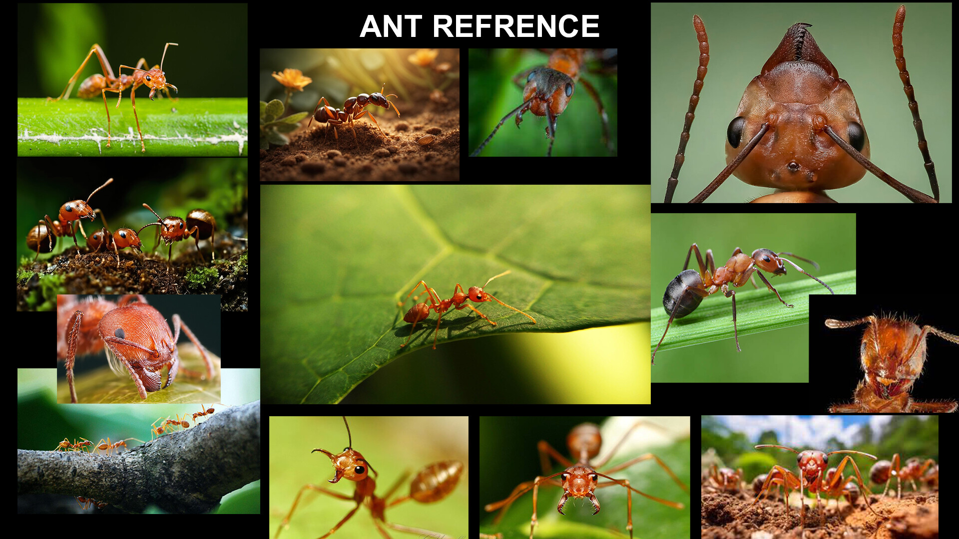 Sushant More - MINUSCULE