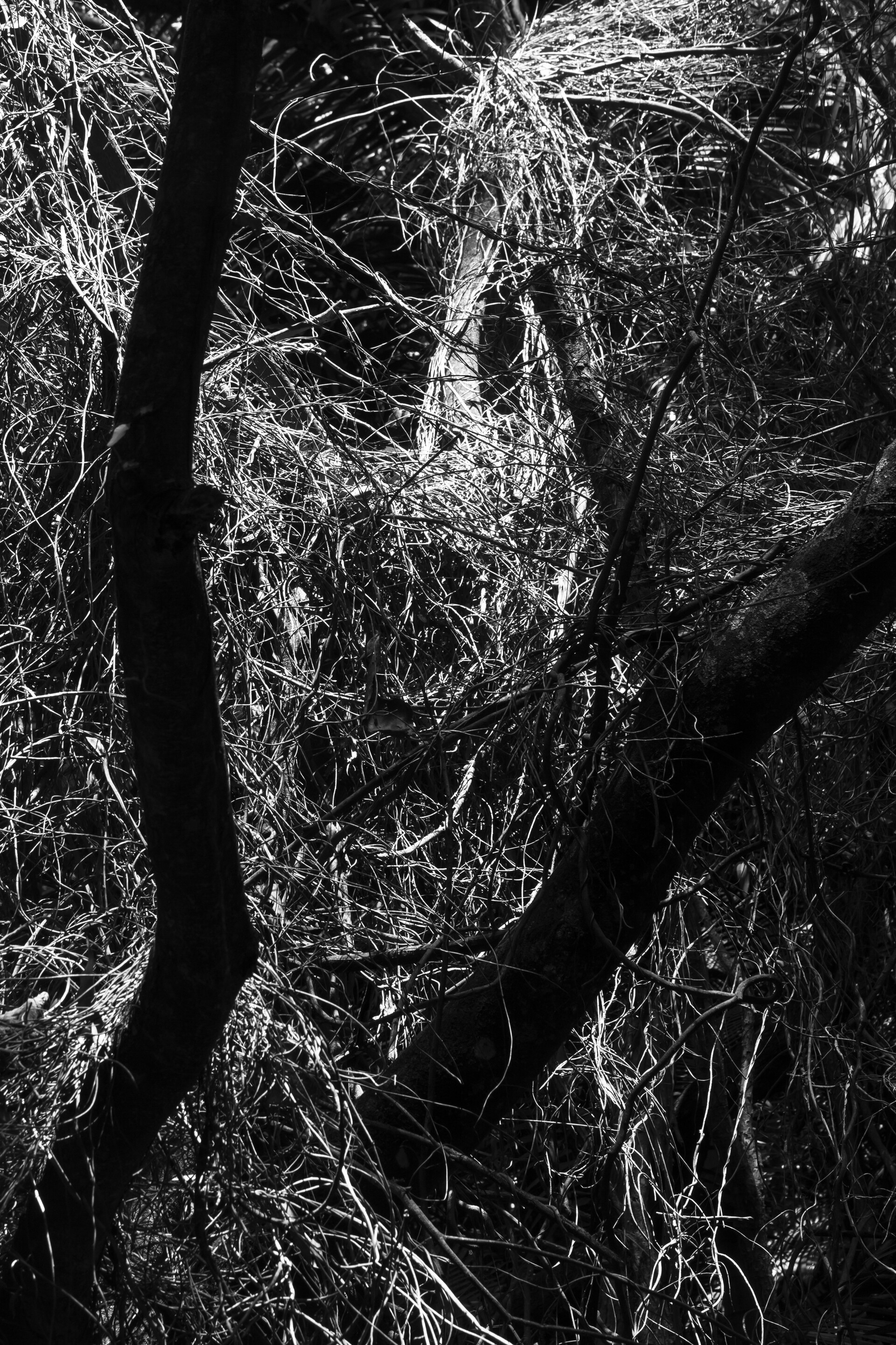 ArtStation - garrancho.